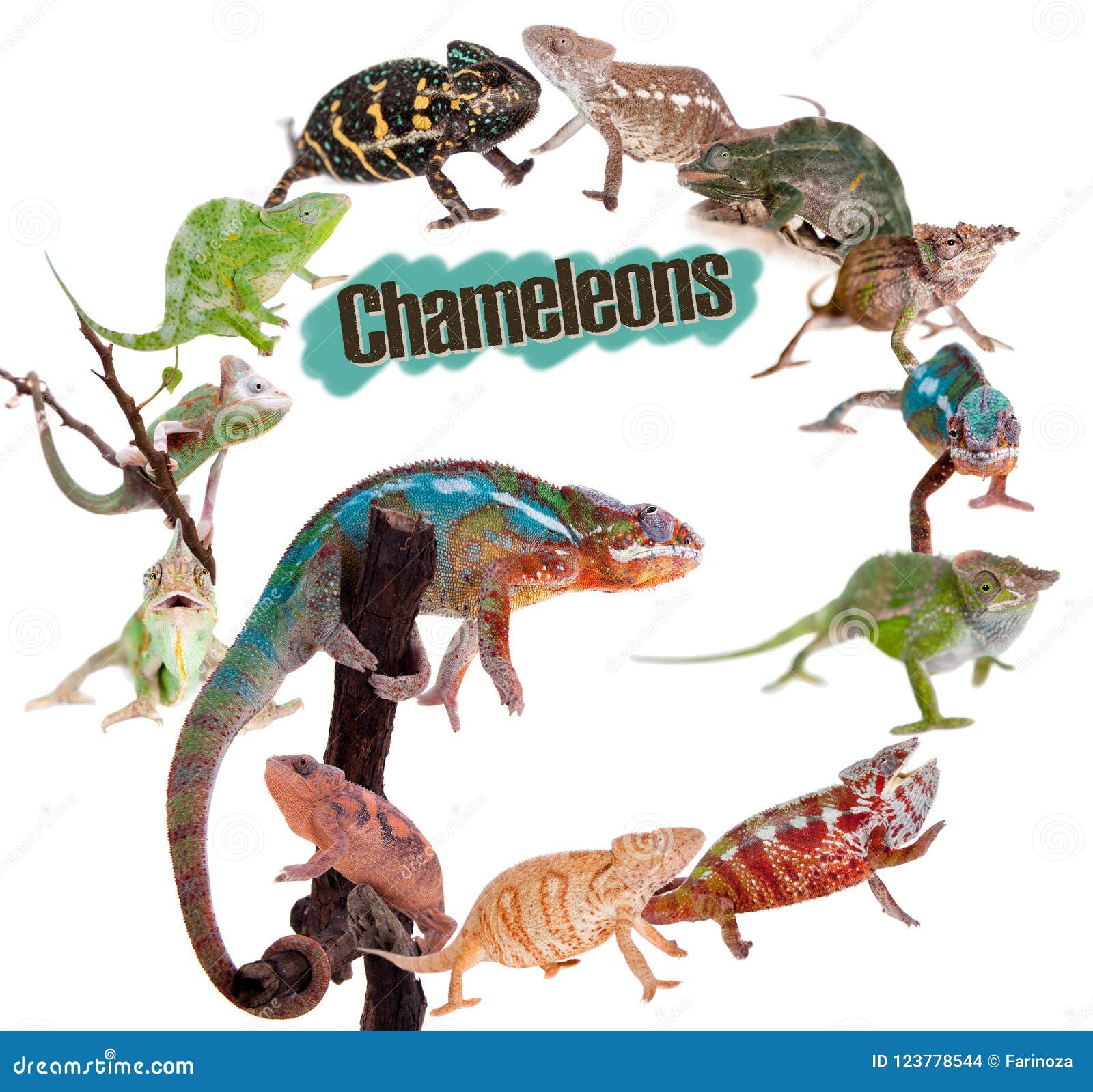 Chameleon set on white stock photo. Image of collage - 123778544