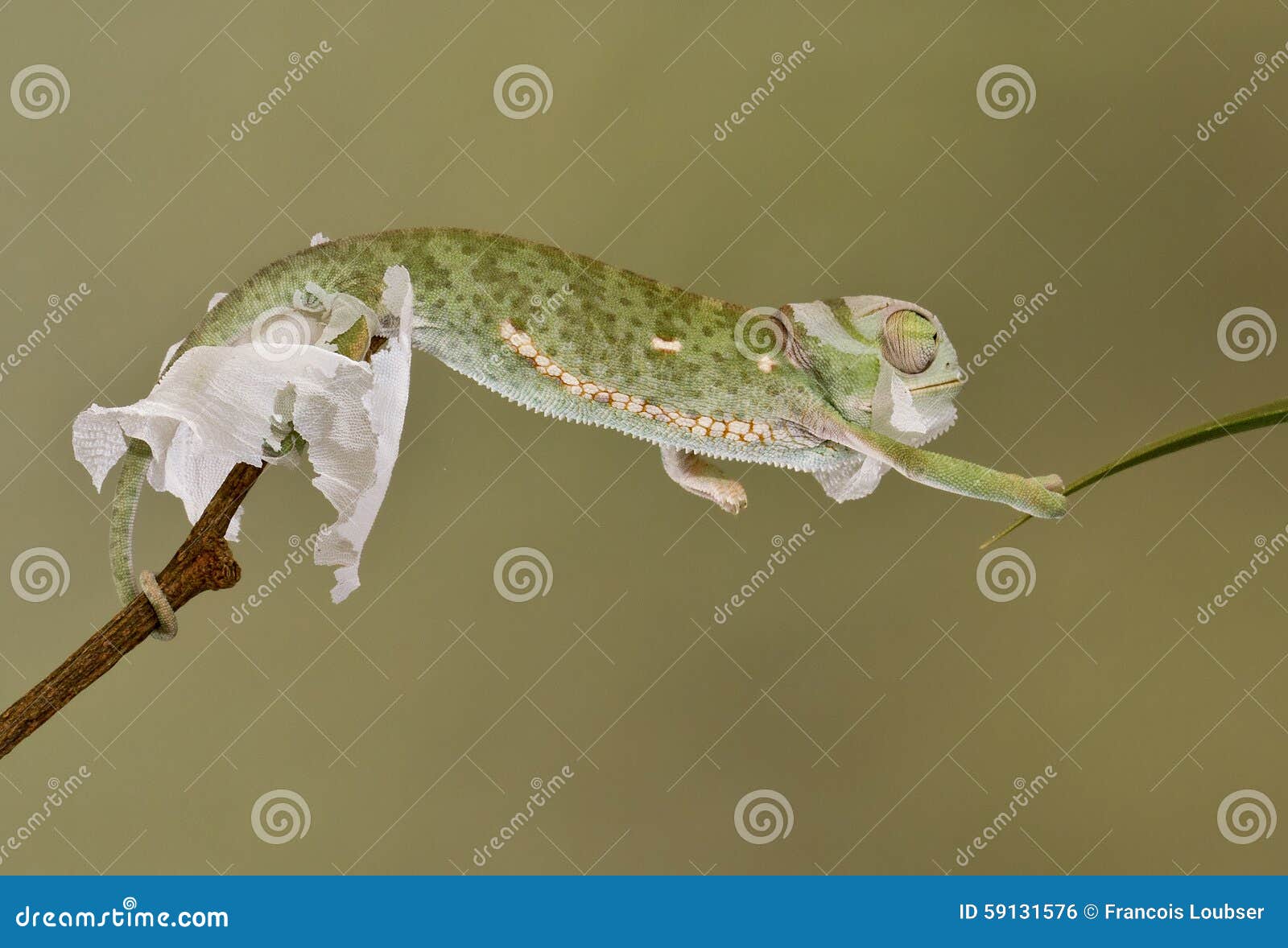 Chameleon stock photo. Image of shedding, skin, chameleon - 59131576
