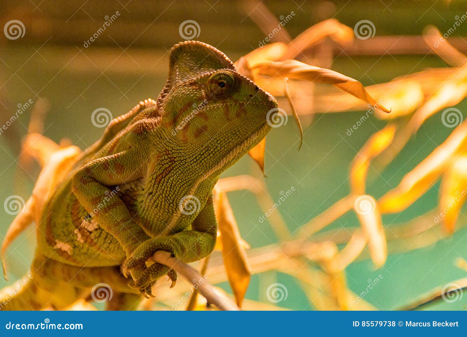 Chameleon Sitting on a Branch Stock Photo - Image of concept, looking ...