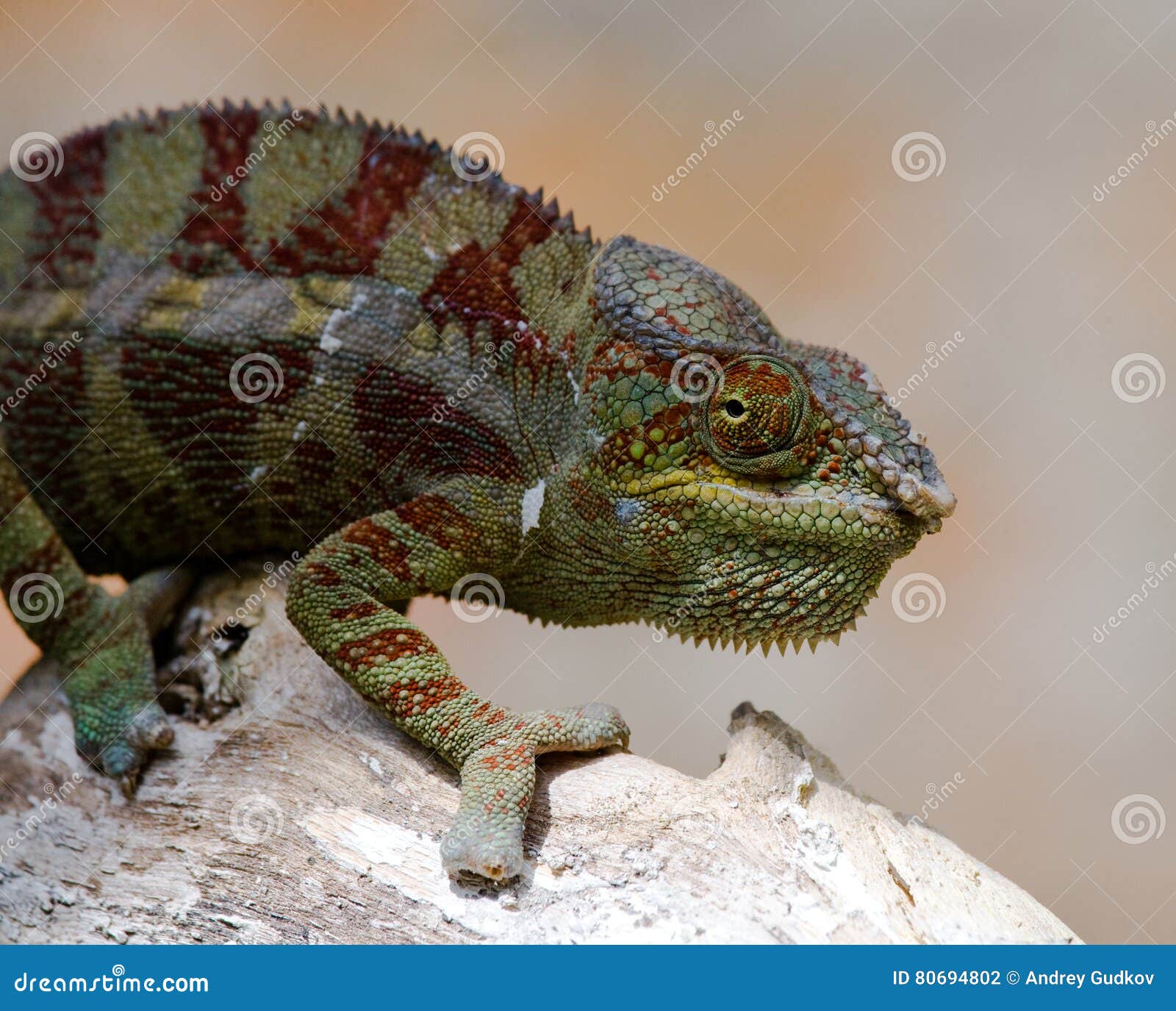 Chameleon Sitting on a Branch. Madagascar. Close-up. Stock Photo ...