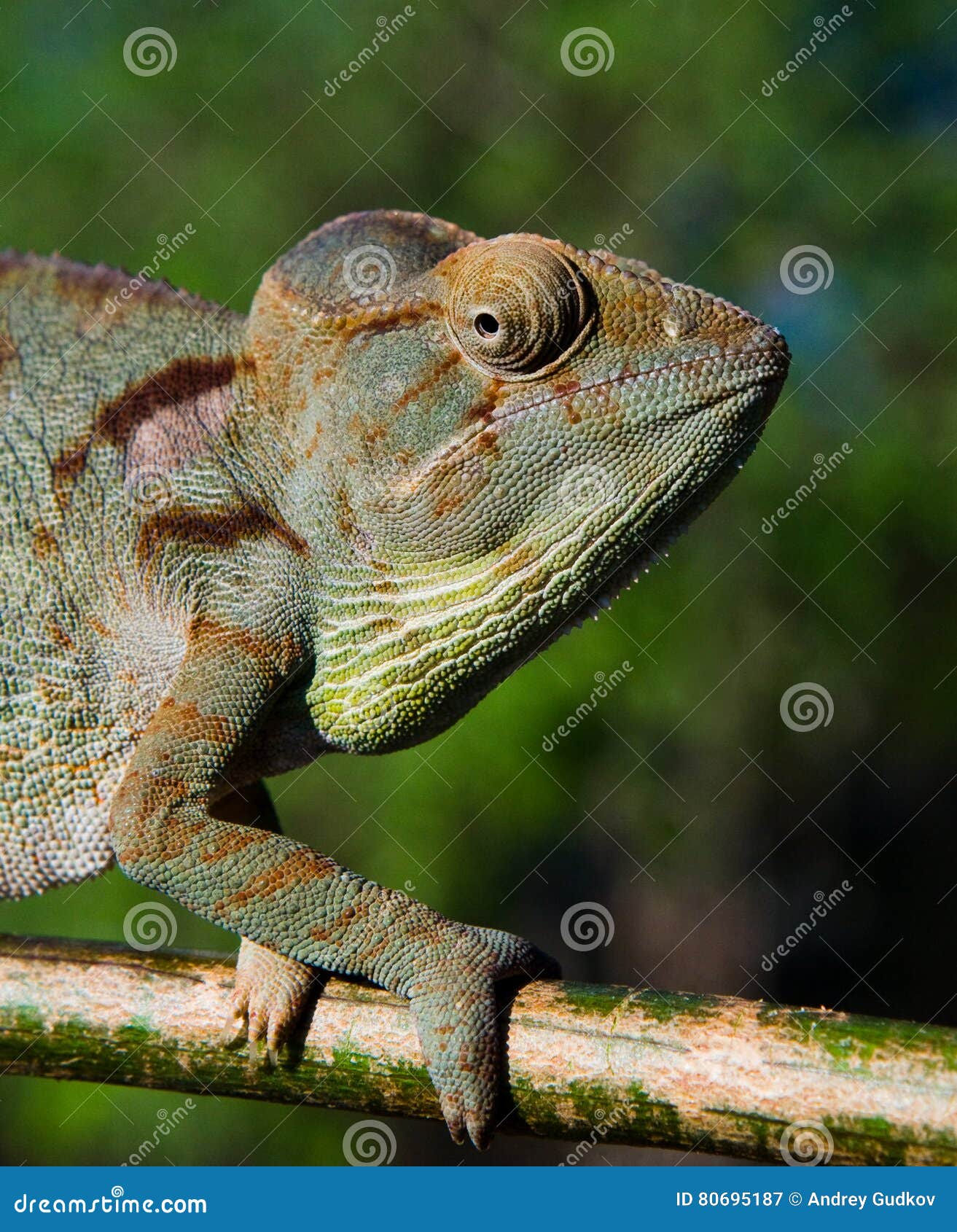 Chameleon Sitting on a Branch. Madagascar. Close-up. Stock Image ...