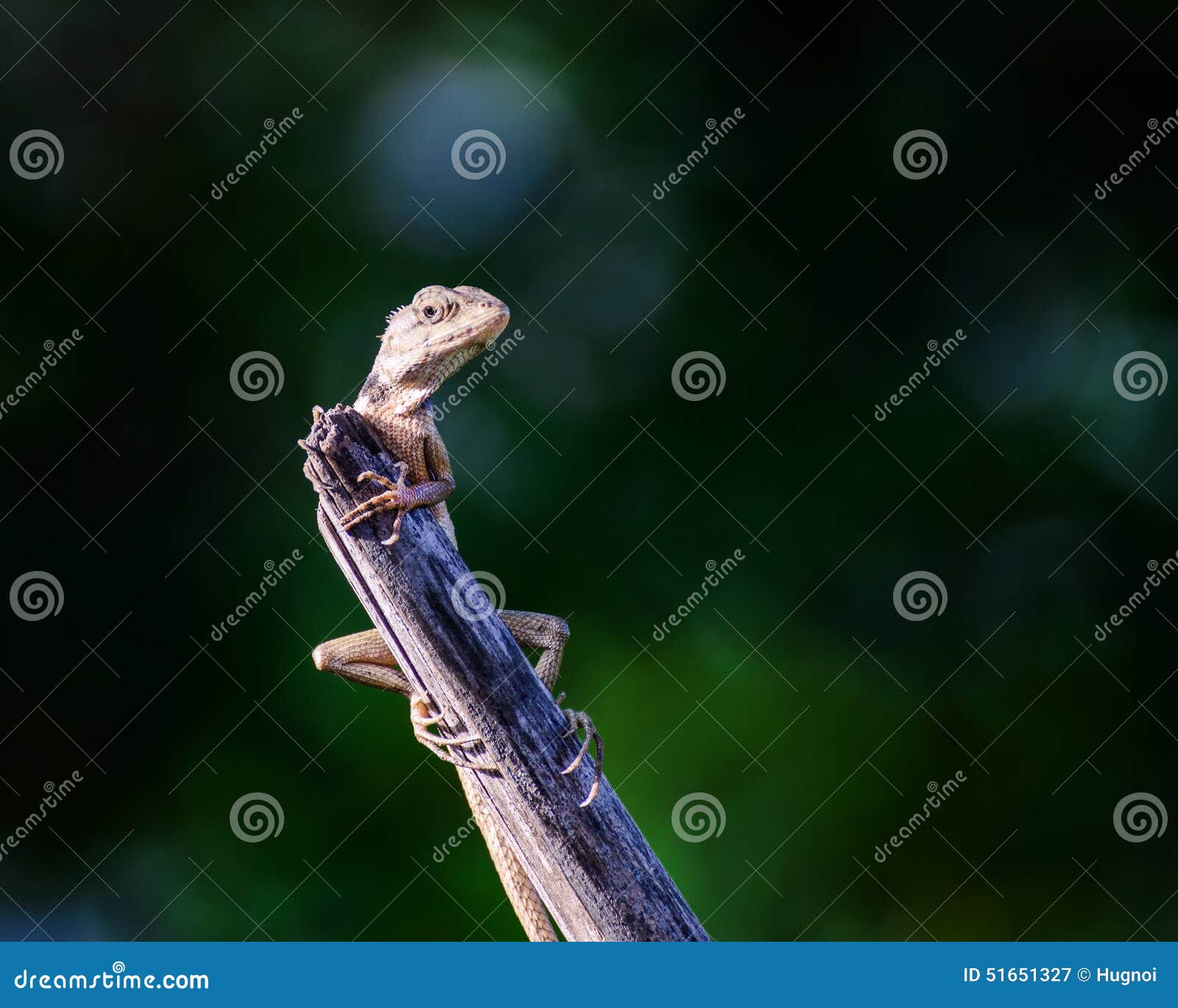 Chameleon stock image. Image of tropical, iguana, species - 51651327
