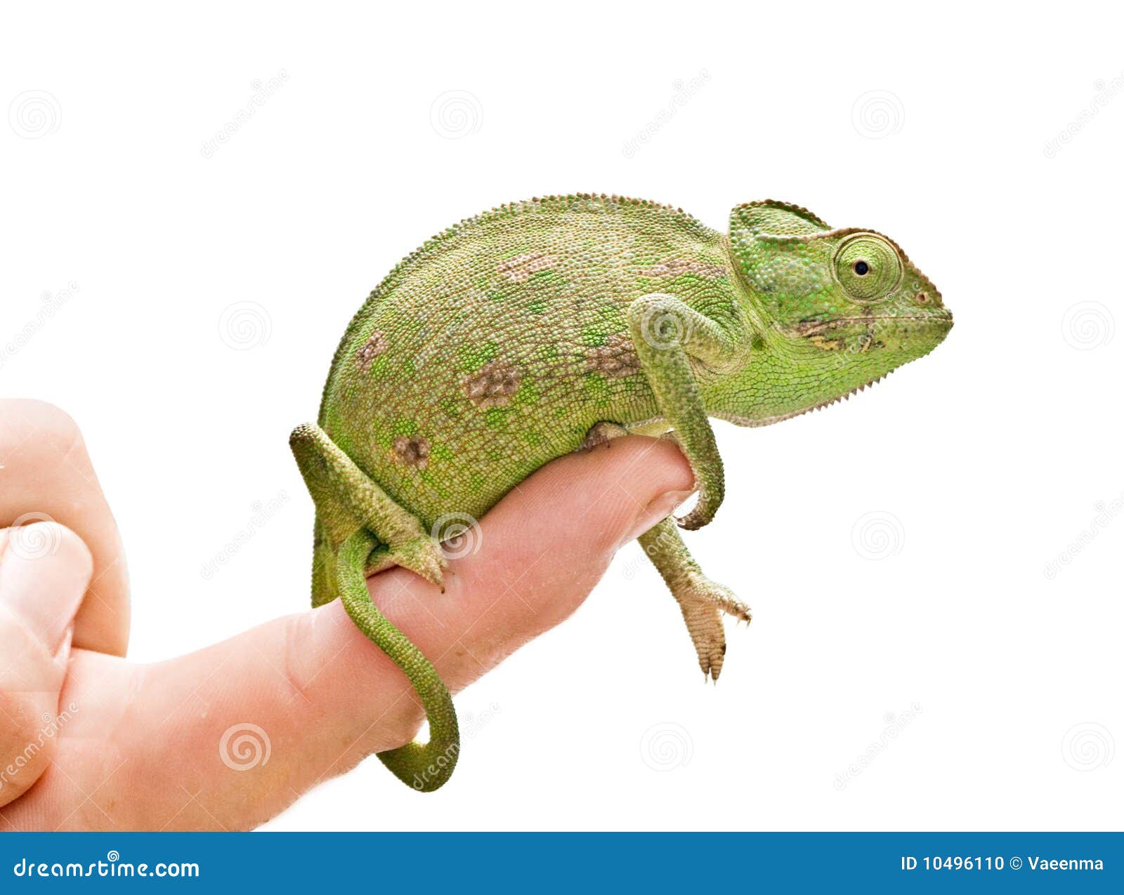 Chameleon Sitting on a Finger Stock Photo - Image of chameleon, close ...