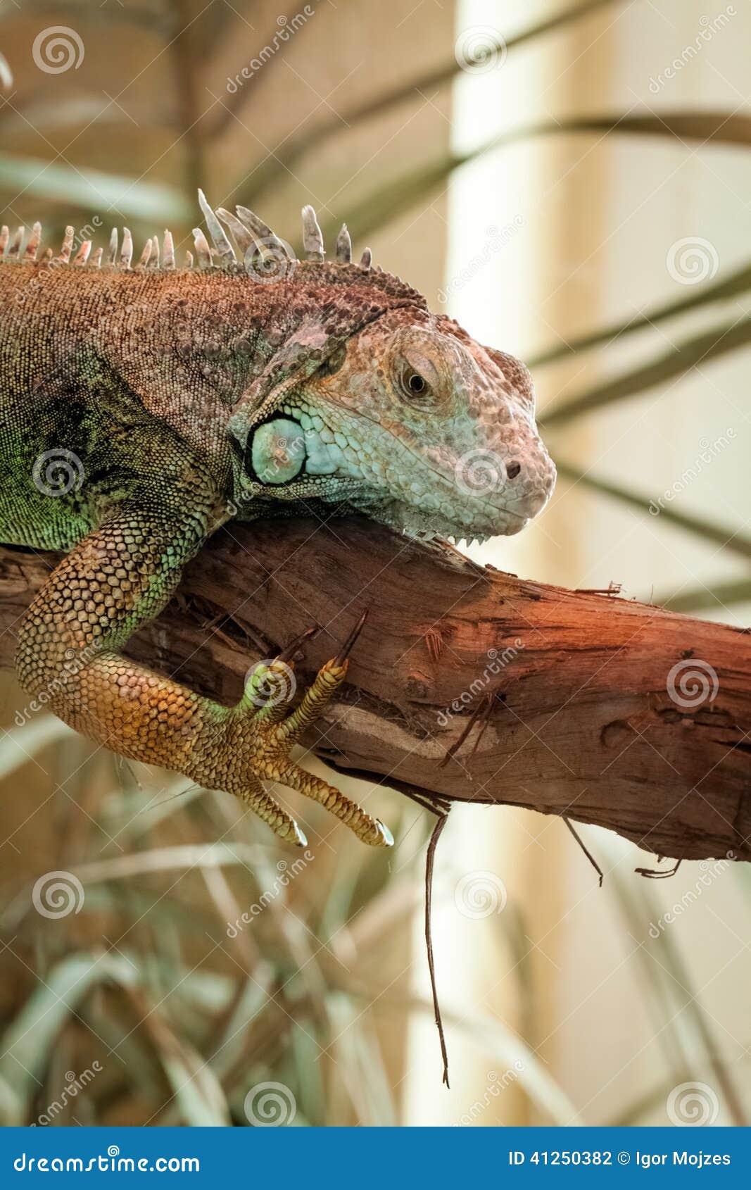 Chameleon stock photo. Image of patterns, green, colored - 41250382