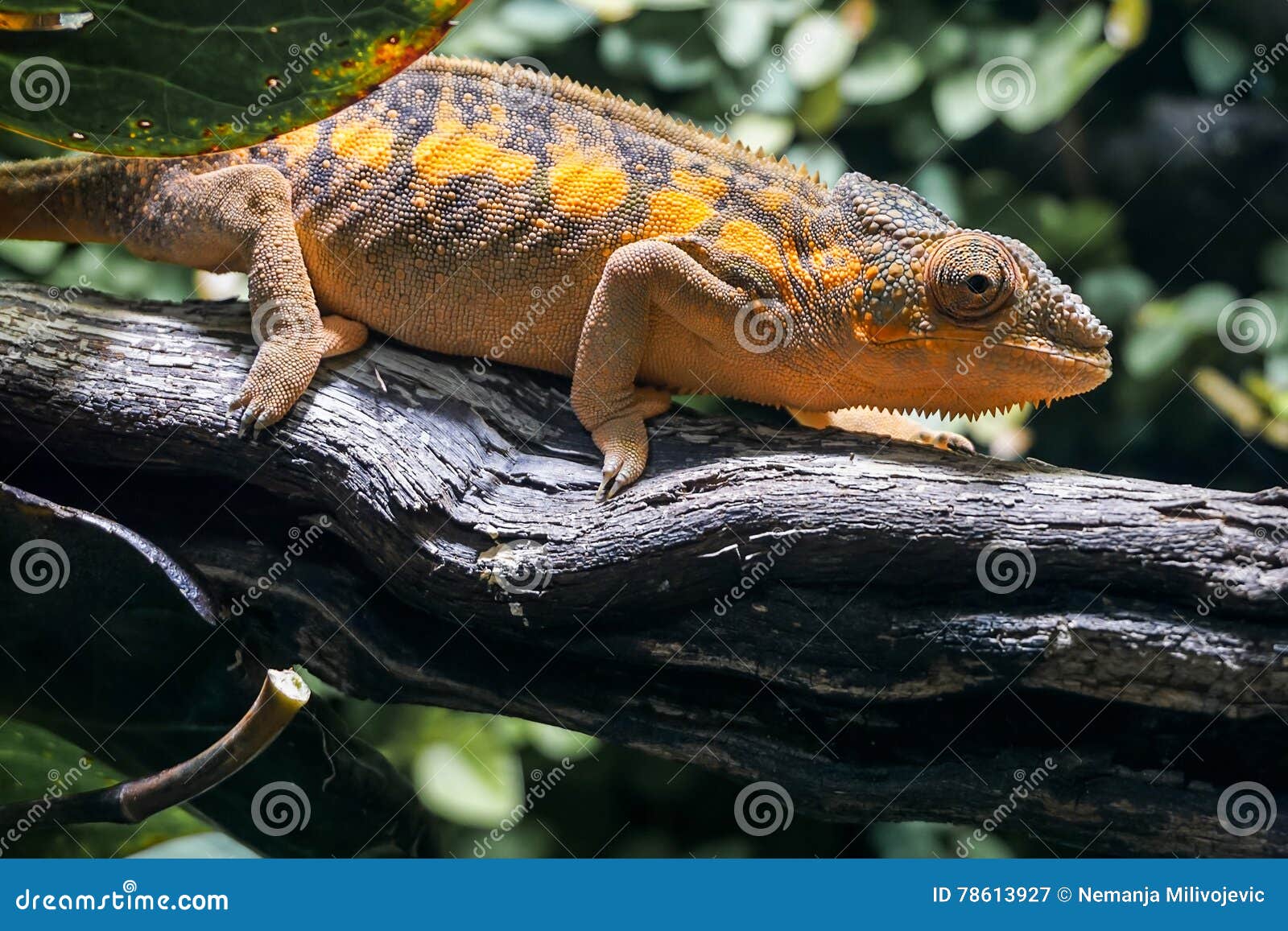 Chameleon stock image. Image of nature, colorful, wild - 78613927