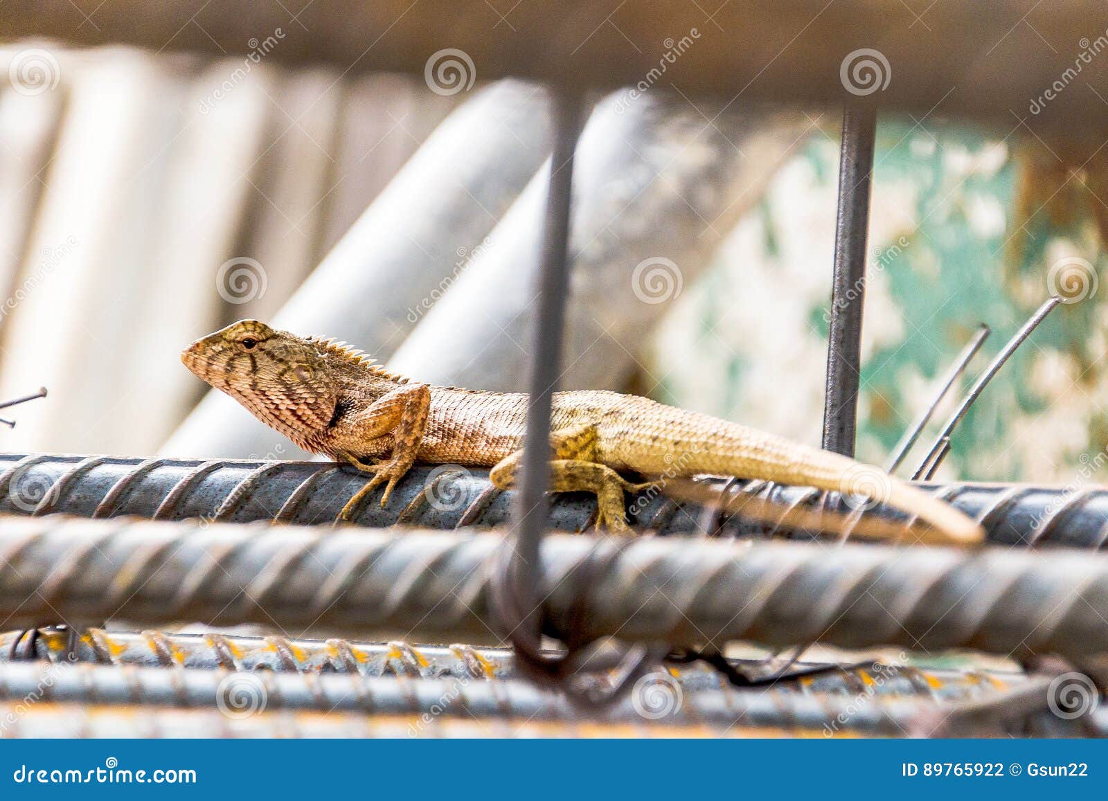 Chameleon in the Structure Steel Stock Photo - Image of animal ...