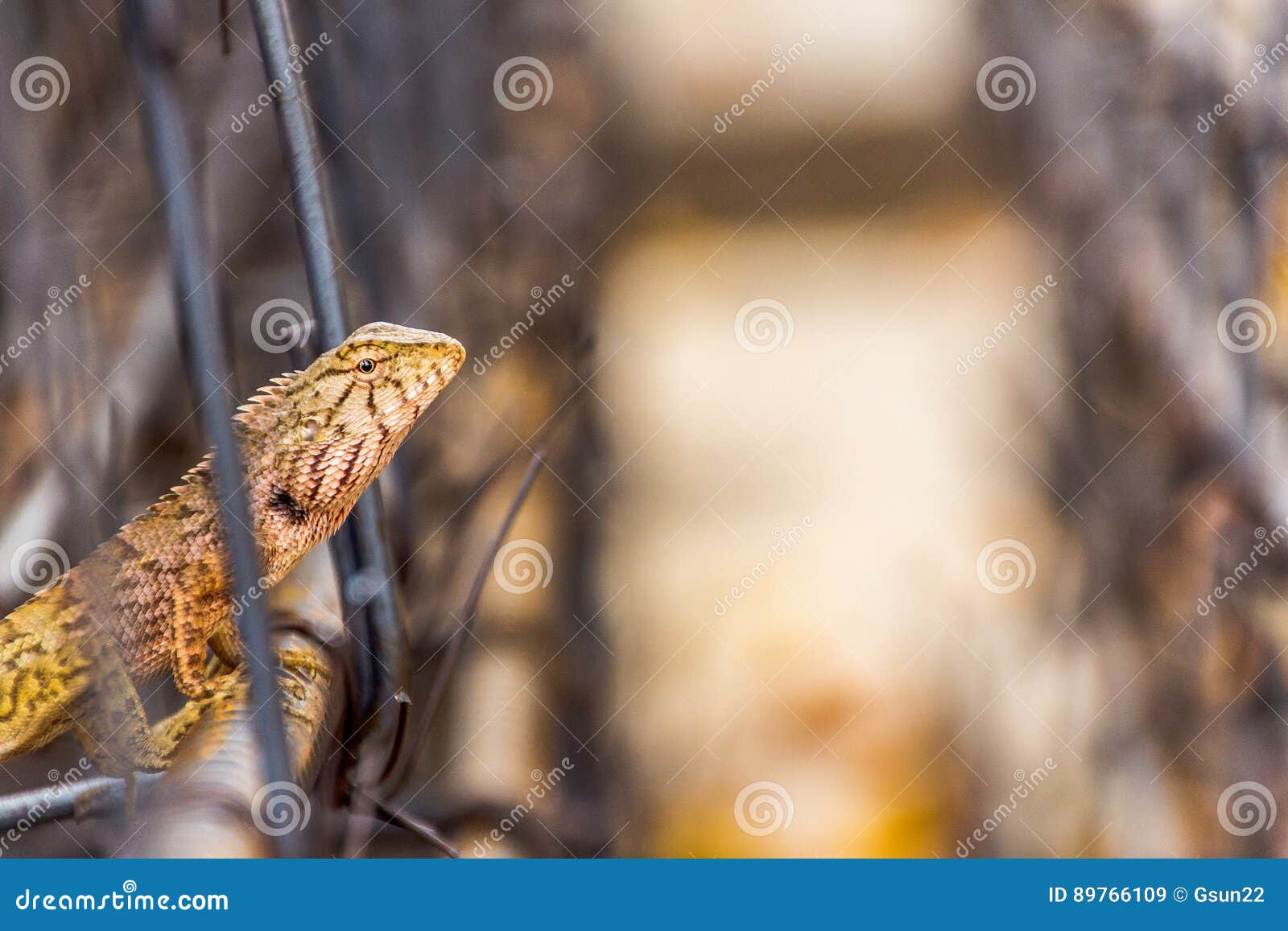 Chameleon in the Structure Steel Stock Image - Image of asia, reptile ...