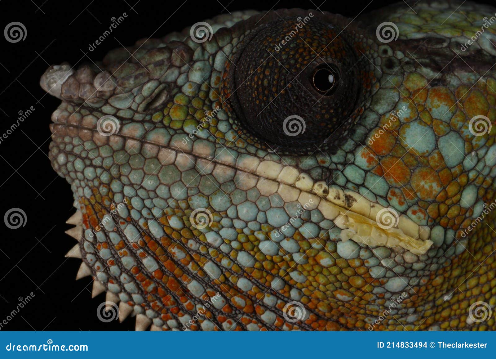 Chameleon - Studio Captured Image - Macro Photography Stock Photo ...