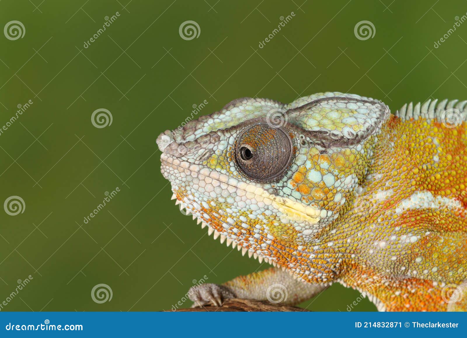 Chameleon - Studio Captured Image - Macro Photography Stock Image ...