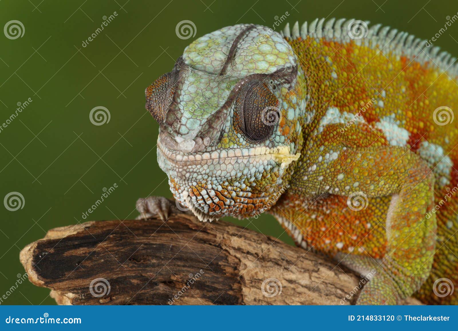 Chameleon - Studio Captured Image - Macro Photography Stock Photo ...