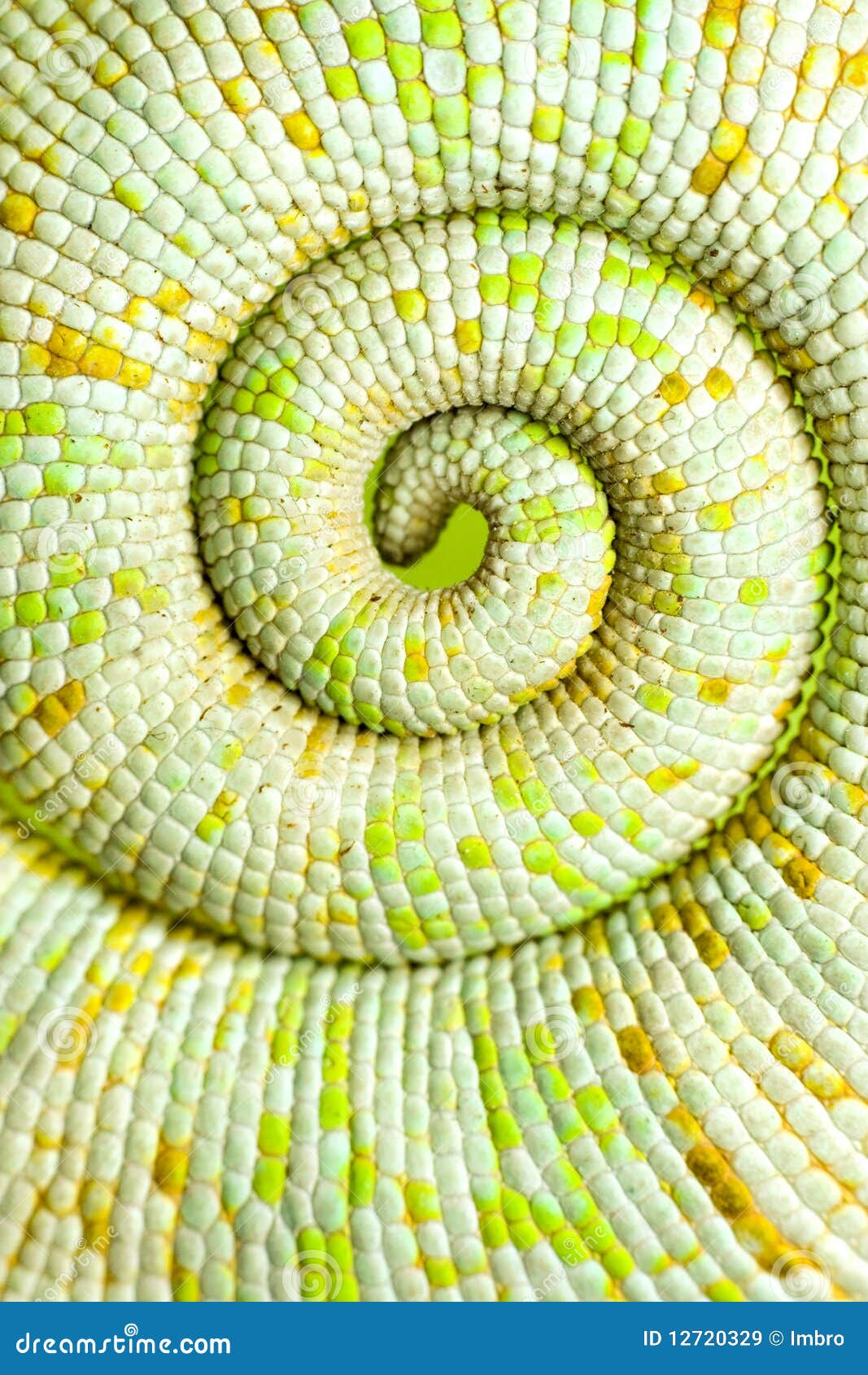 Chameleon tail stock image. Image of circle, nature, helical - 12720329