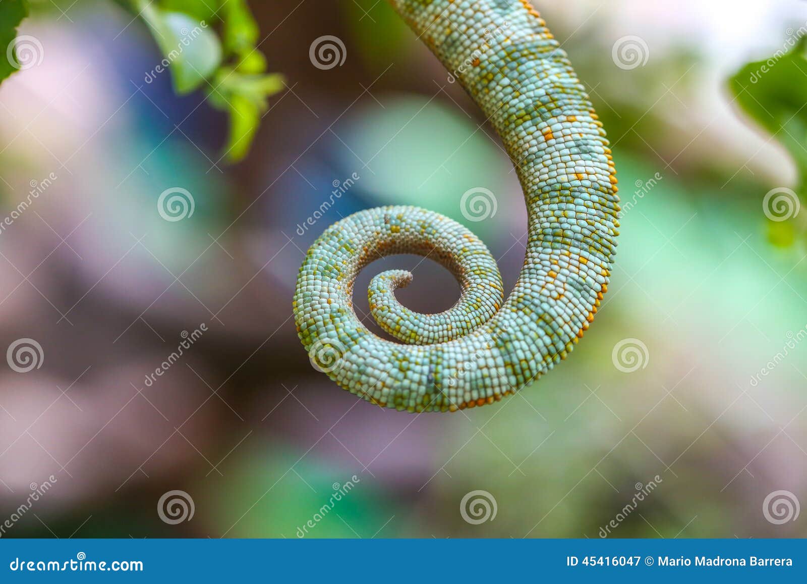 Chameleon Tail stock image. Image of nature, pattern - 45416047