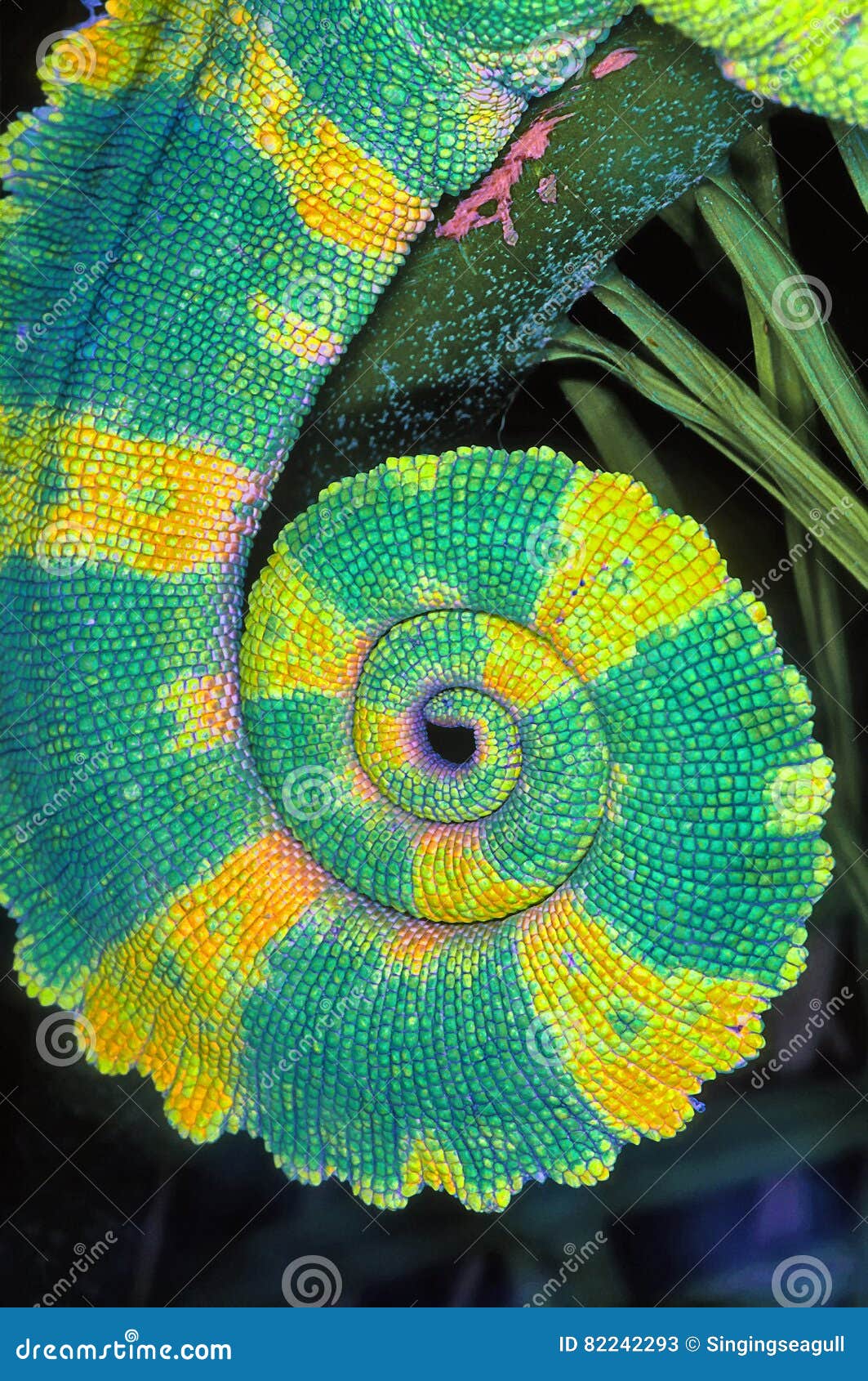 Chameleon tail. stock image. Image of light, animal, curl - 82242293