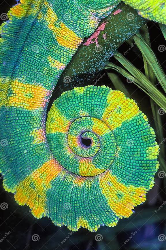 Chameleon tail. stock image. Image of light, animal, curl - 82242293