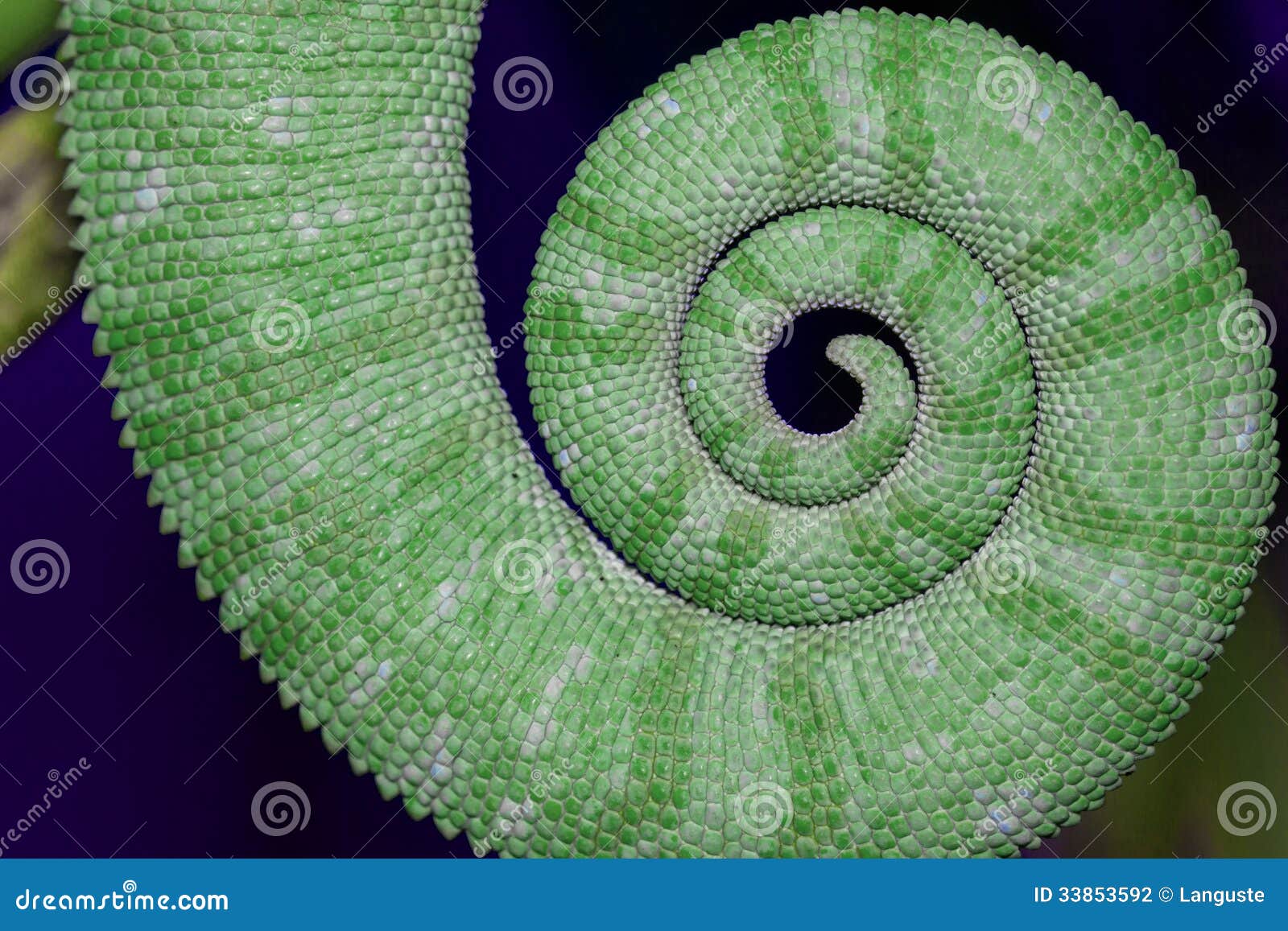 Chameleon tail stock photo. Image of molt, dander, green - 33853592