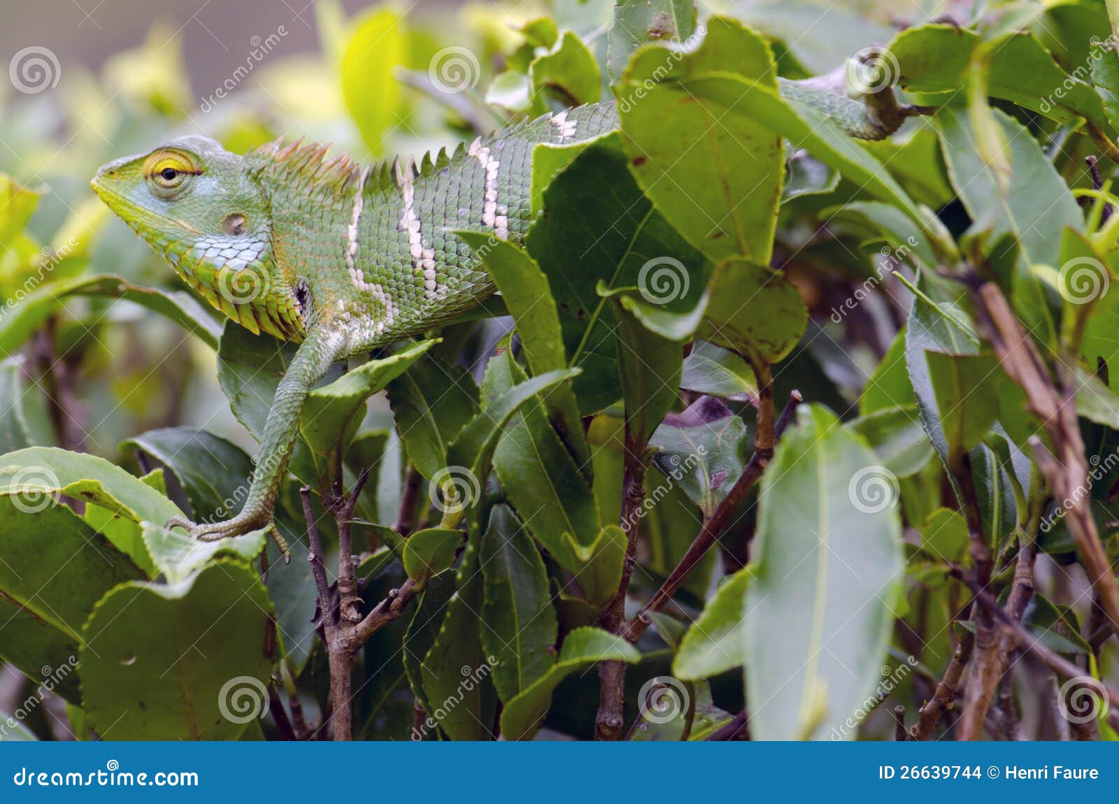 Chameleon and Tea in Sri Lanka Stock Photo - Image of resting, reptile ...