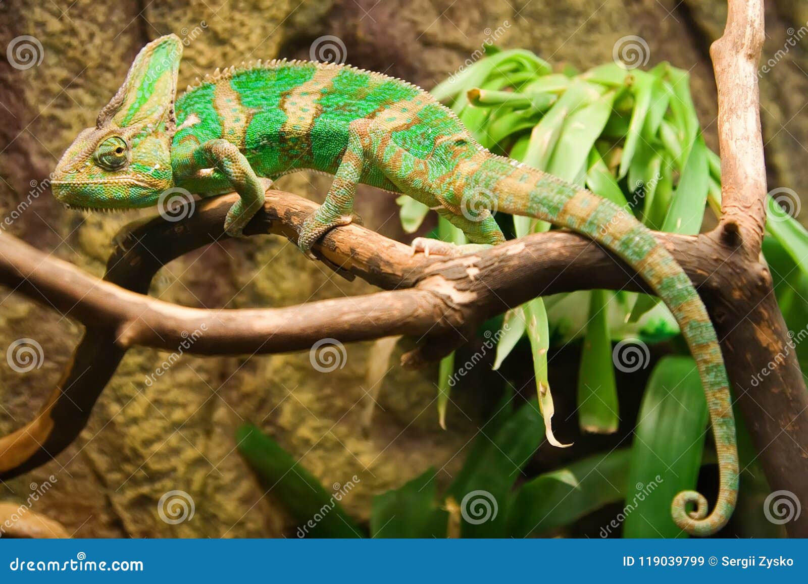 Chameleon in the Terrarium of the Botanical Garden. Stock Image - Image ...