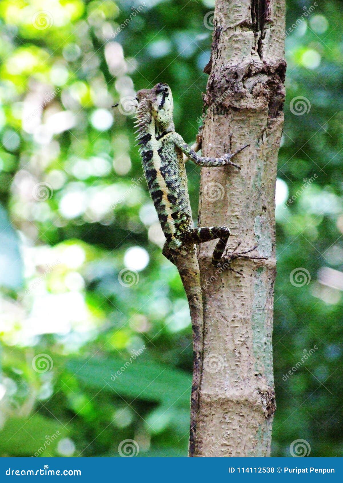 Lizard Perched on Trees for Foraging. Stock Photo - Image of early ...