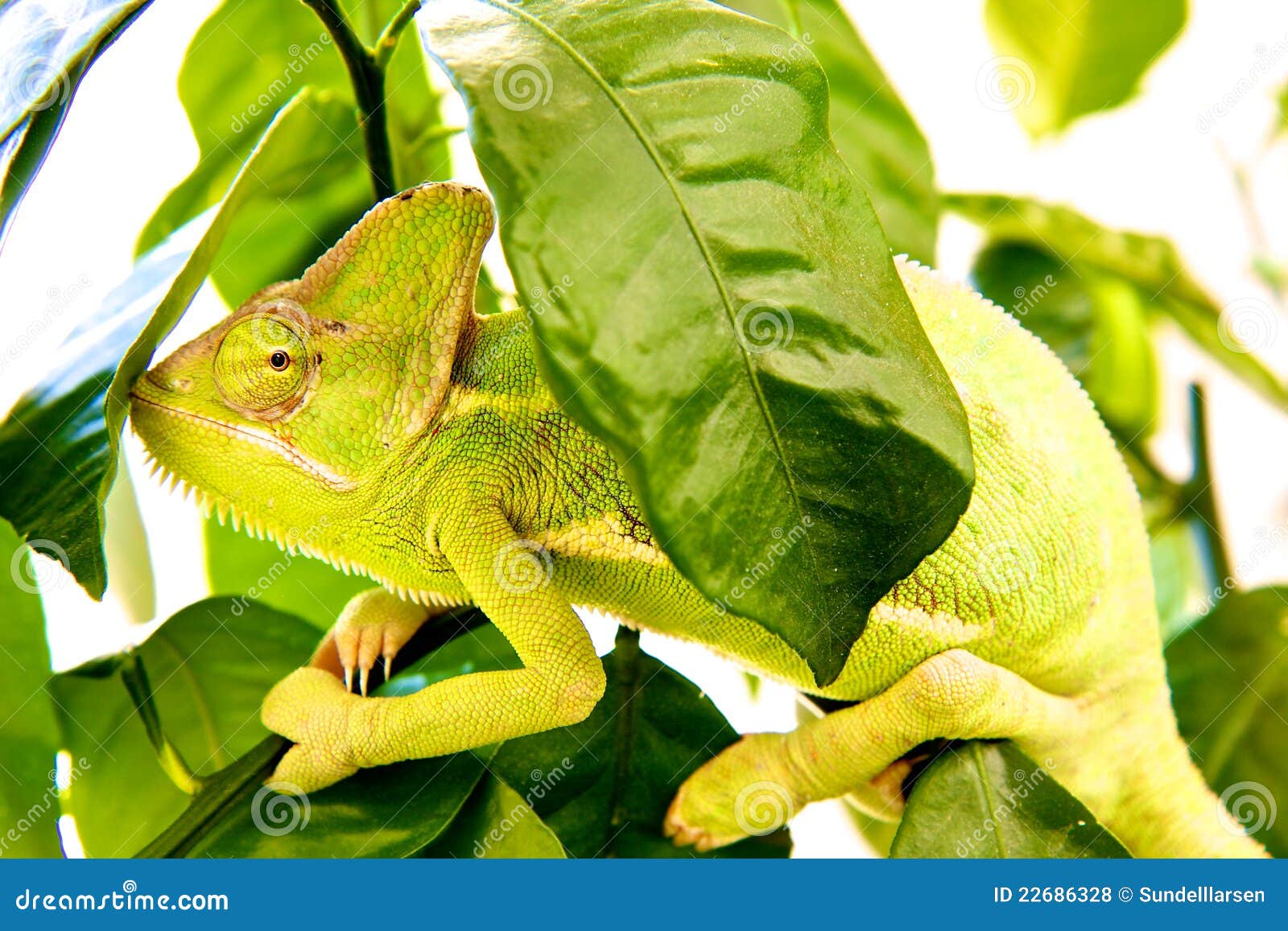 Chameleon in a tree stock photo. Image of fruit, activity - 22686328