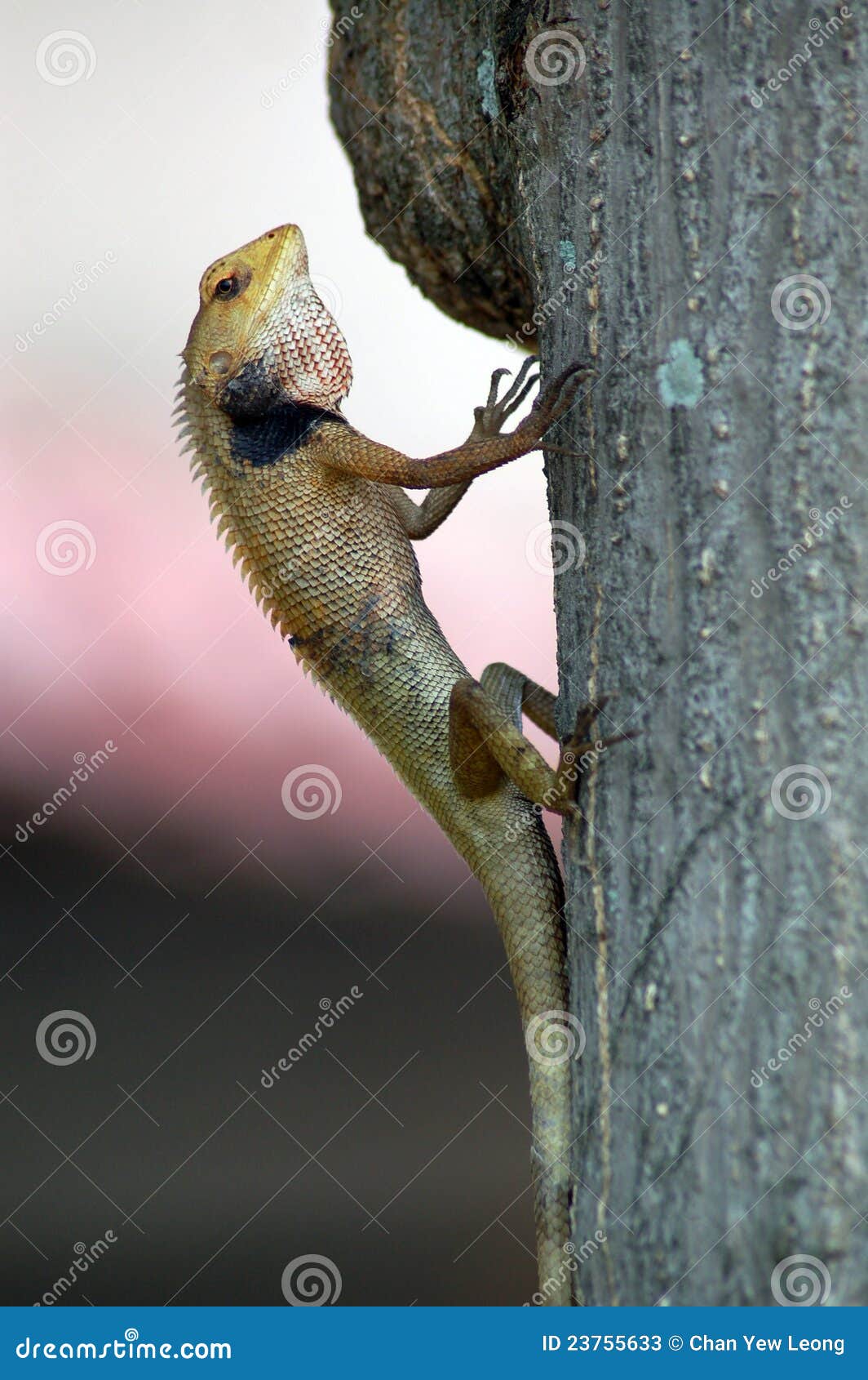 Chameleon on tree stock image. Image of vertebrate, wildlife - 23755633