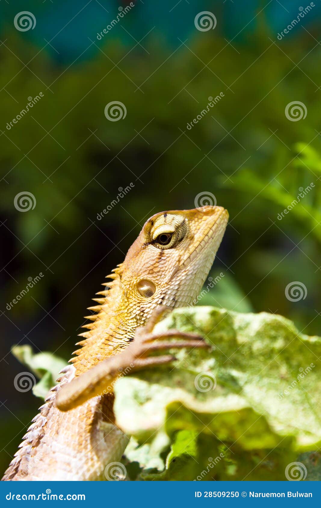 Chameleon on tree branch stock photo. Image of head, wildlife - 28509250