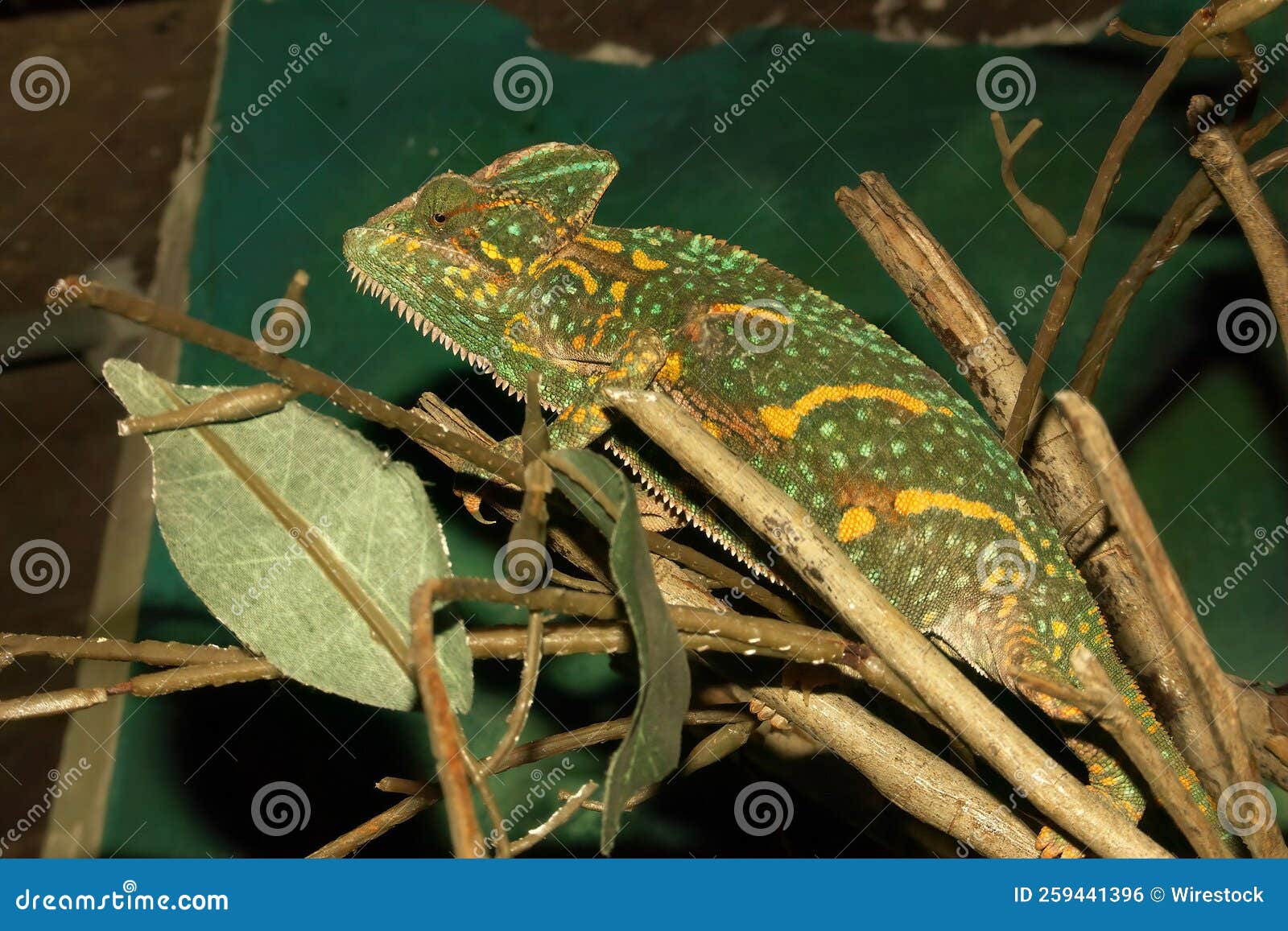 Chameleon on the Tree Branch, Close-up Stock Photo - Image of natural ...