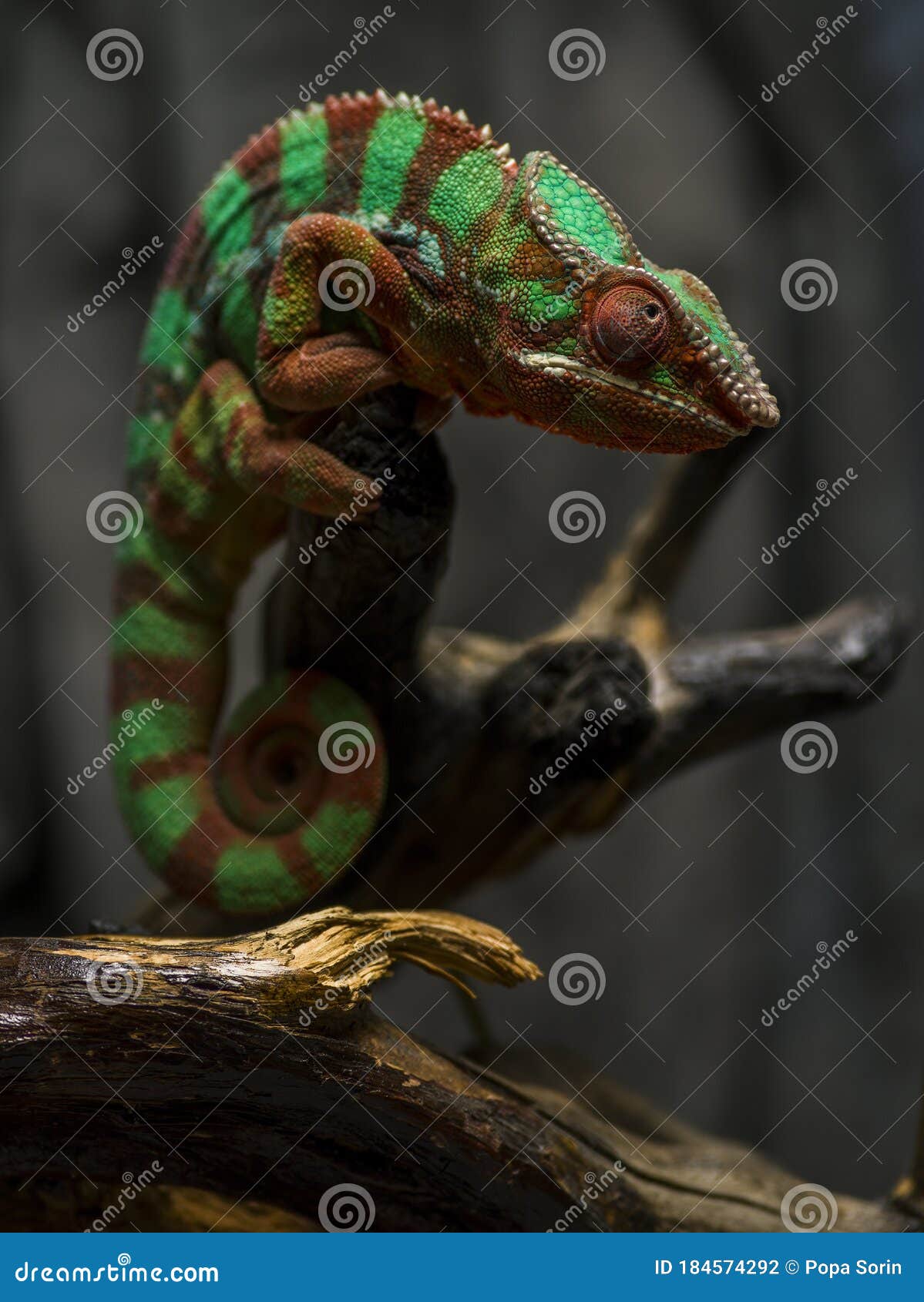Chameleon on a tree branch stock photo. Image of cold - 184574292