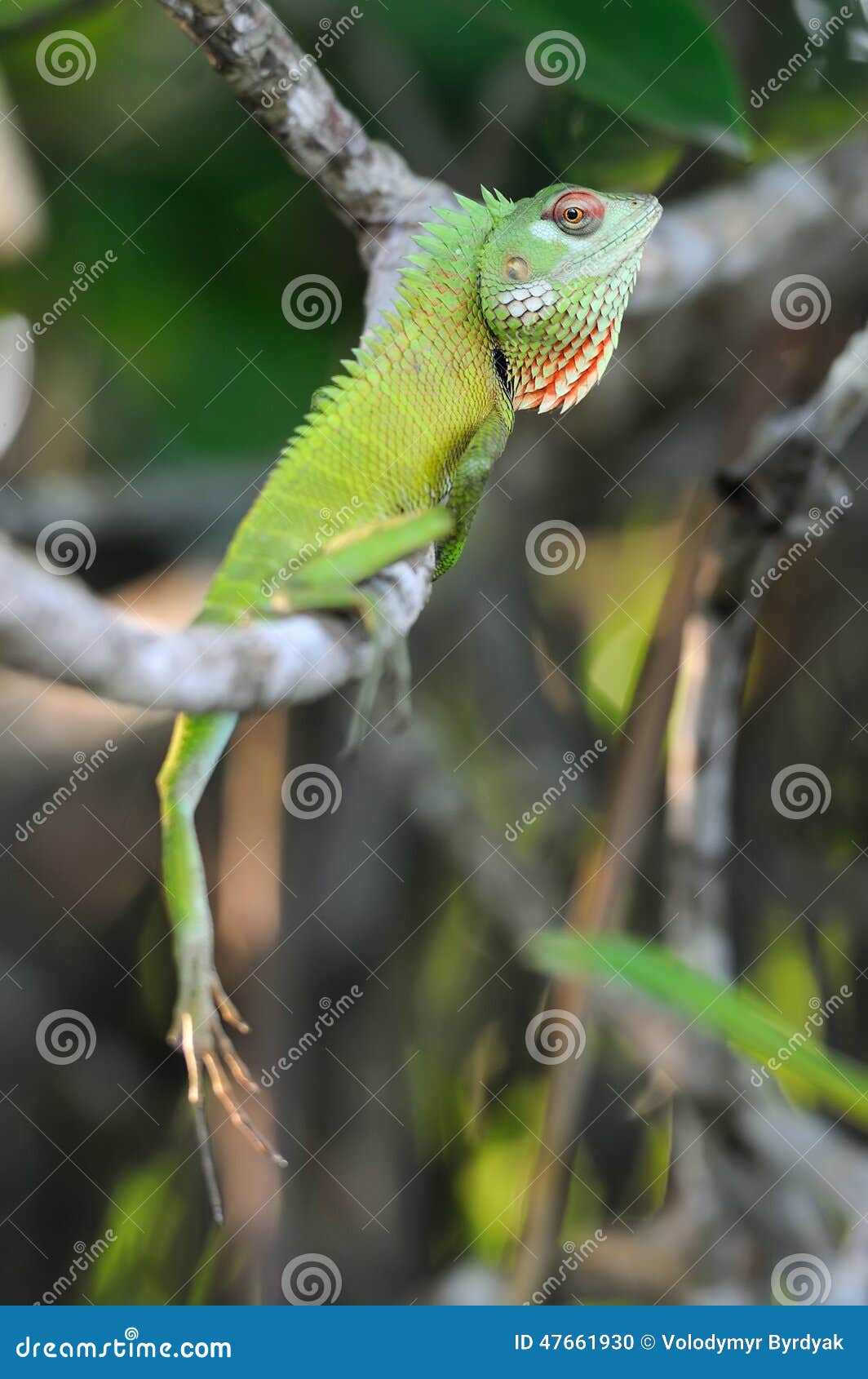 Chameleon at tree branch stock photo. Image of color - 47661930