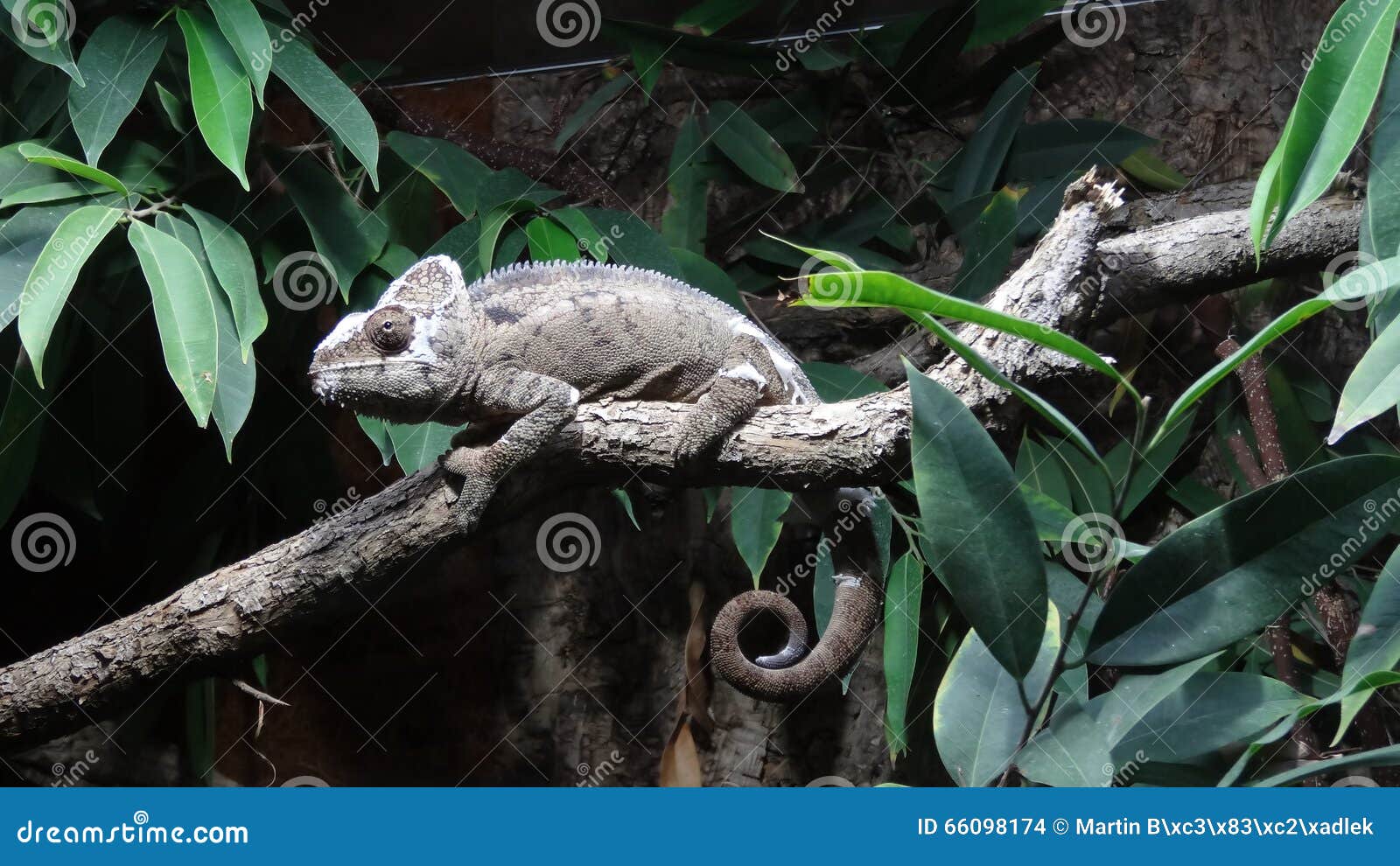 A Chameleon on a Tree Branch. Stock Photo - Image of green, creature ...