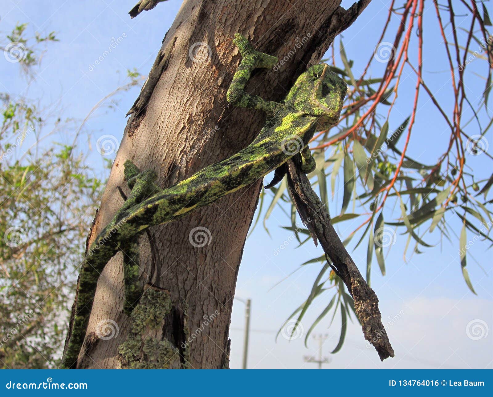 Chameleon on the tree stock photo. Image of reptile - 134764016