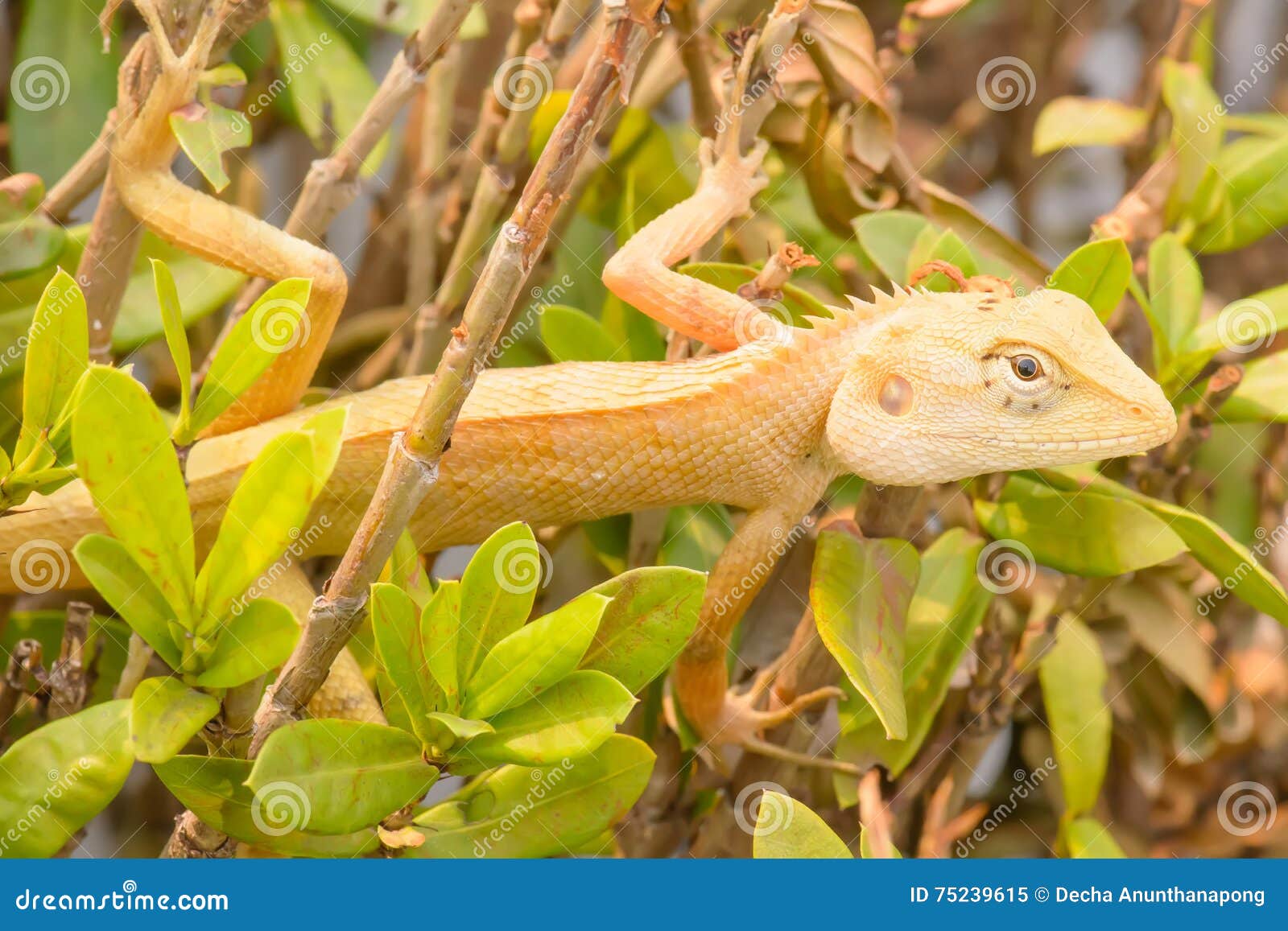 Chameleon on the tree stock image. Image of branch, eyes - 75239615