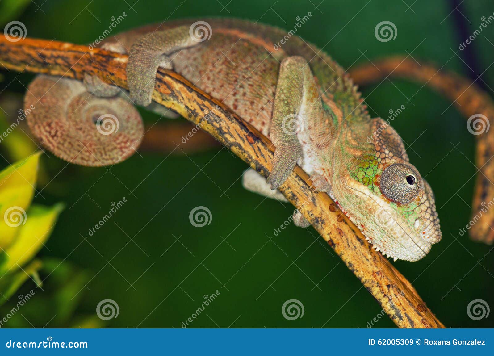 Chameleon on a tree stock image. Image of herpetology - 62005309