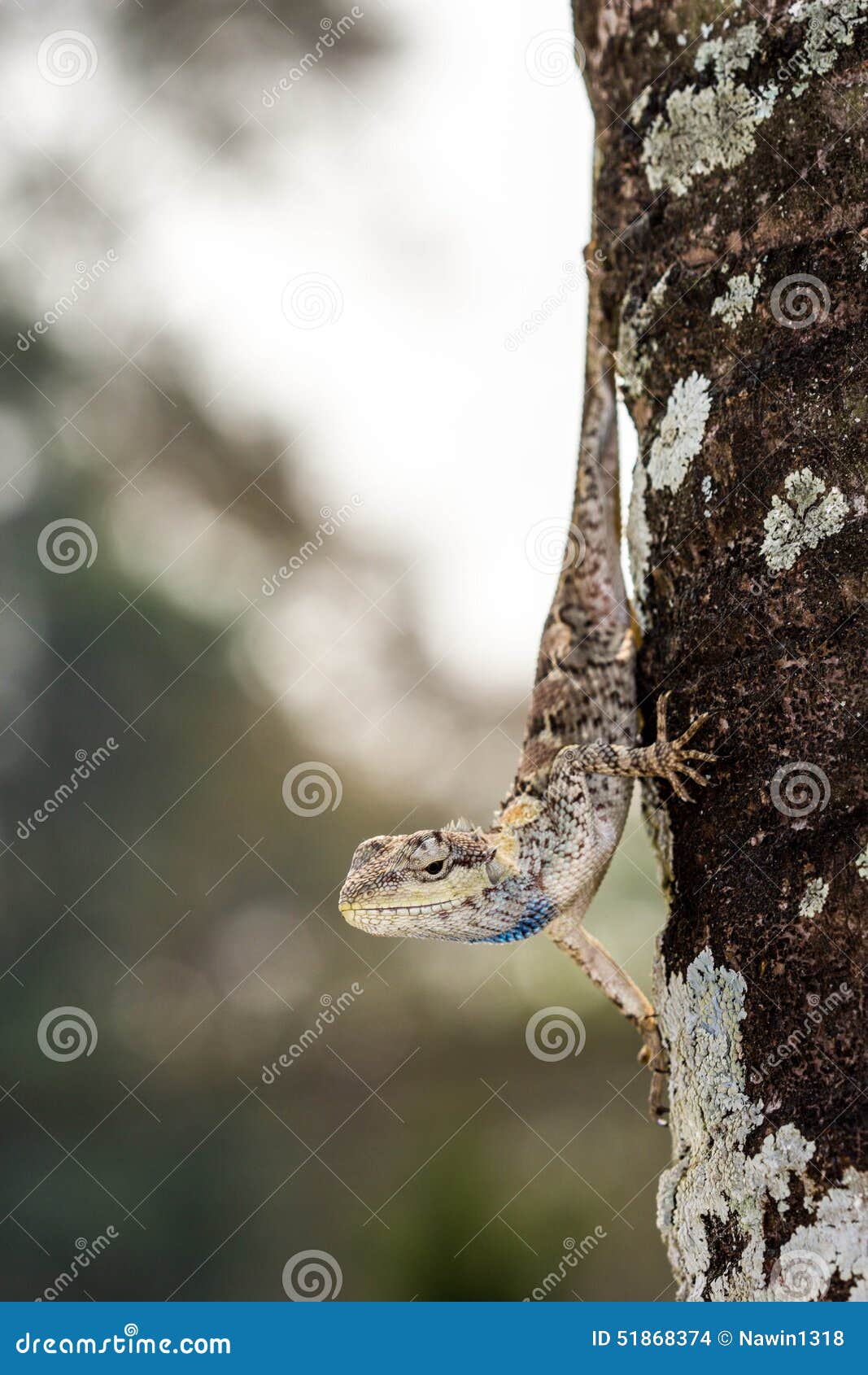 Chameleon on the tree stock photo. Image of lizard, mayan - 51868374
