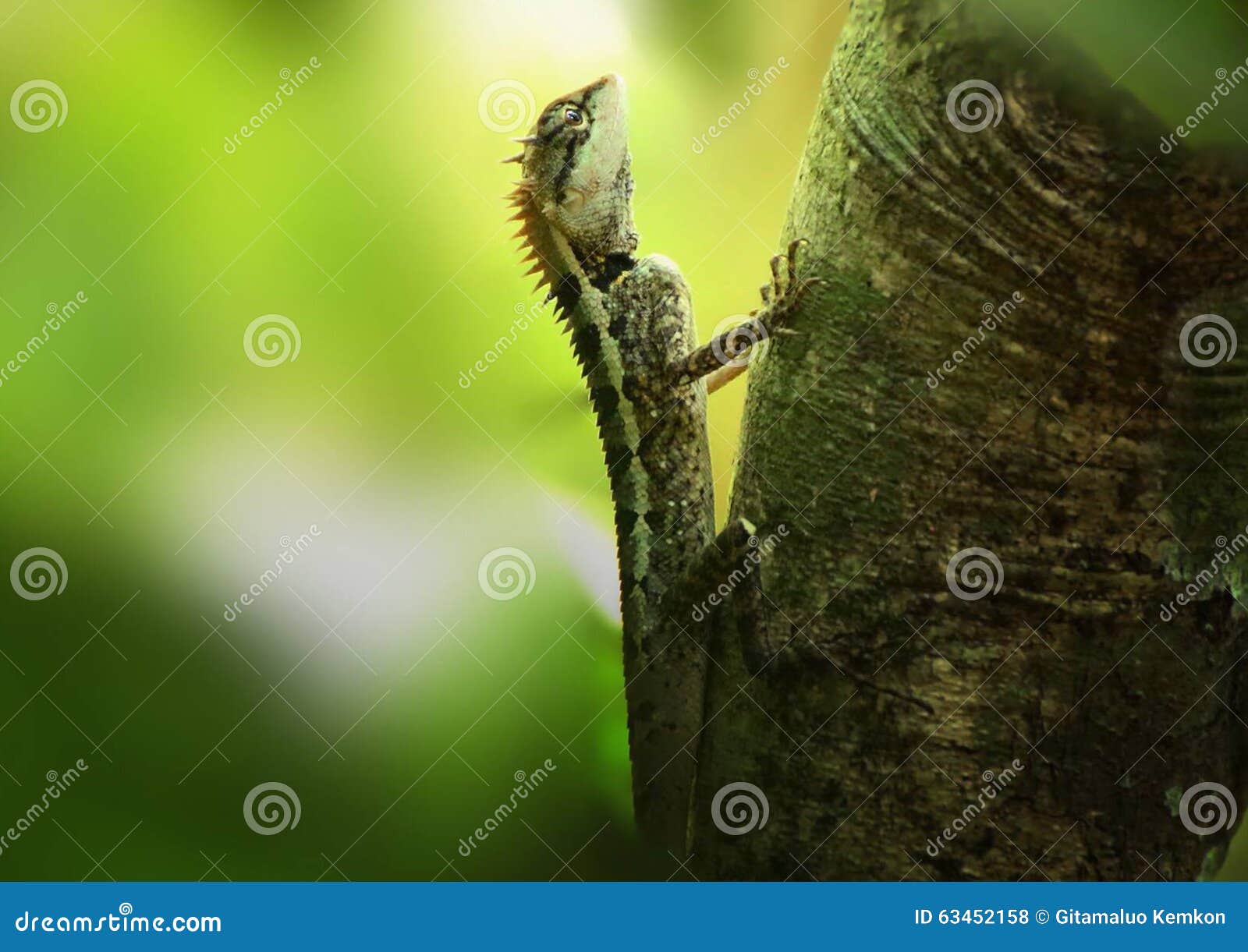 Chameleon stock photo. Image of chiangmai, tree, home - 63452158