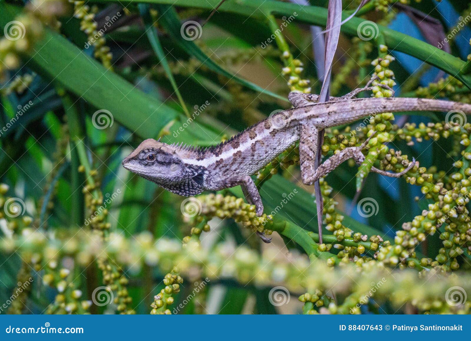 Chameleon on the tree stock image. Image of wildlife - 88407643