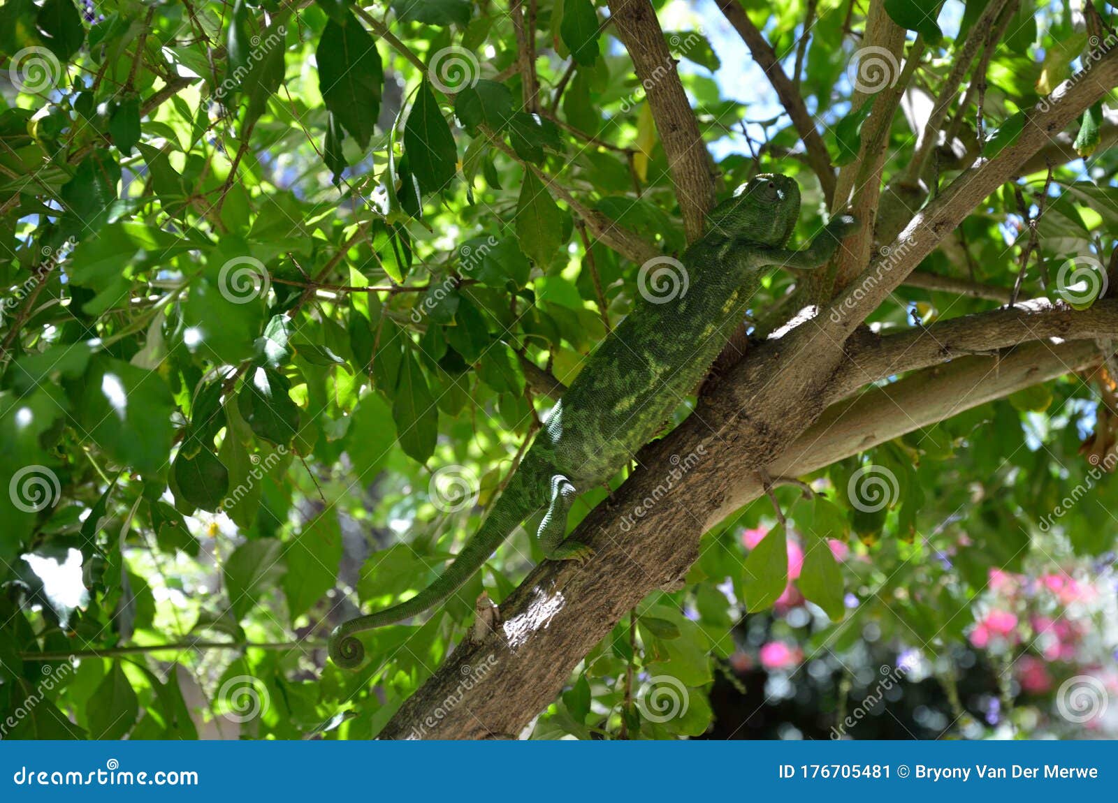 Chameleon in tree green stock image. Image of tree, namibia - 176705481