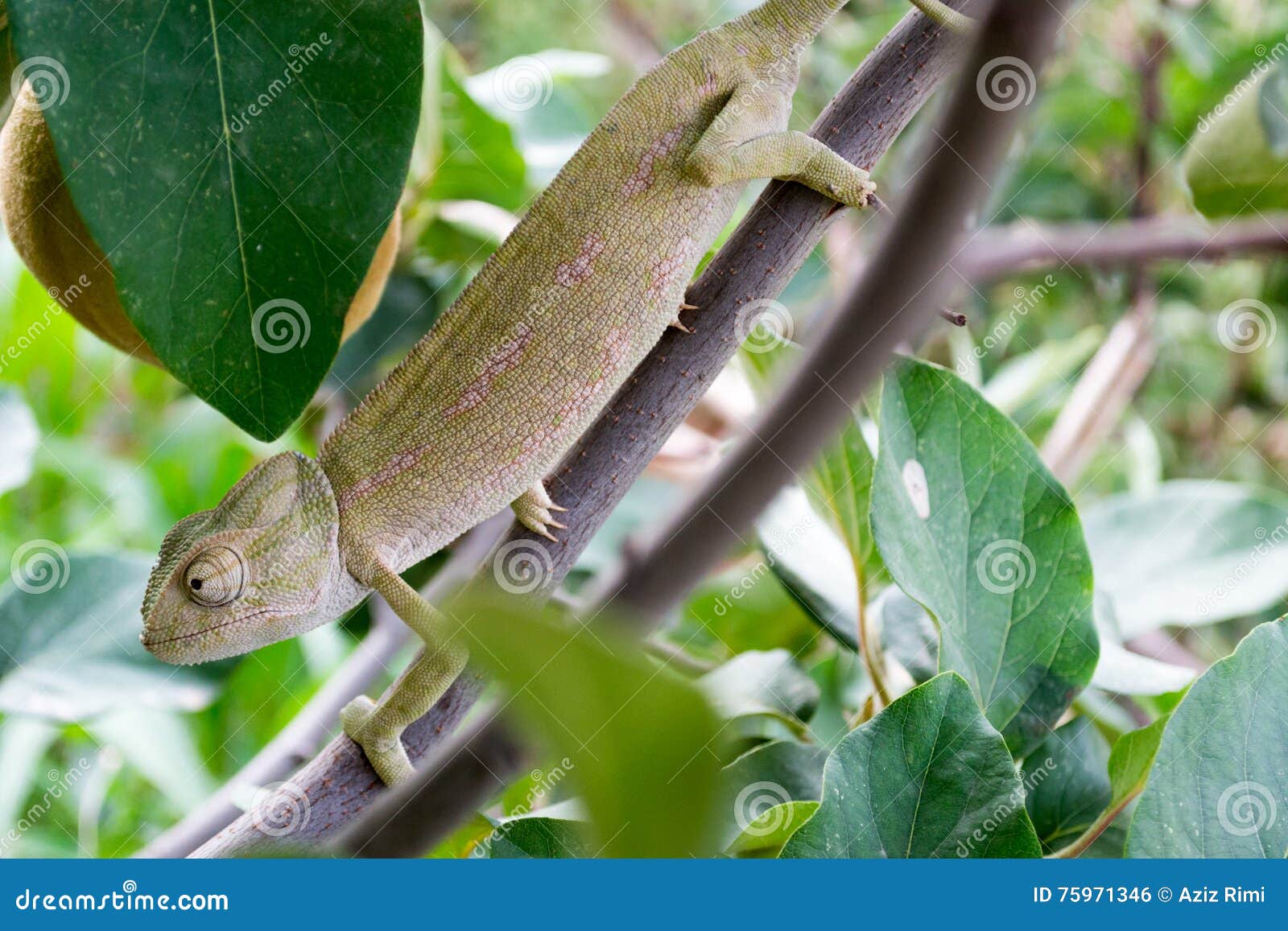 Chameleon on a tree #2 stock photo. Image of clinging - 75971346