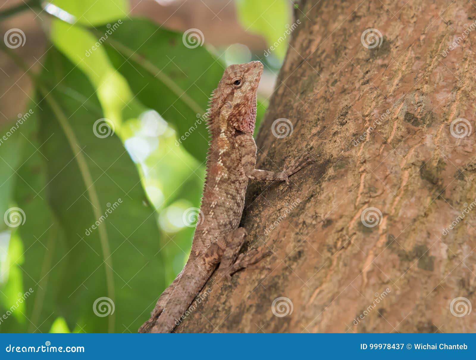 Chameleon on the Tree on Nature Background Stock Image - Image of ...