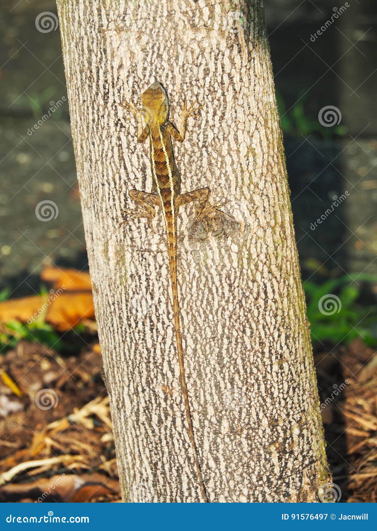 Chameleon on a tree trunk stock image. Image of colors - 91576497
