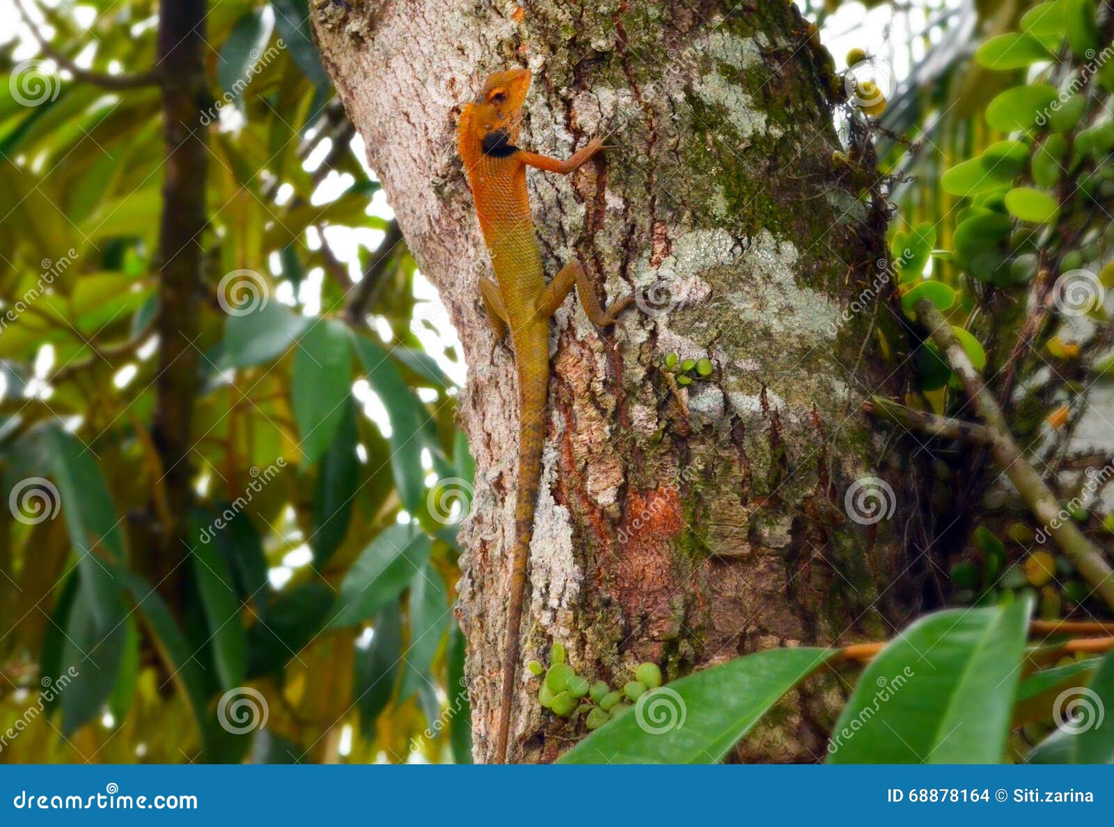 Chameleon stock photo. Image of tree, blend, plant, reptiles - 68878164