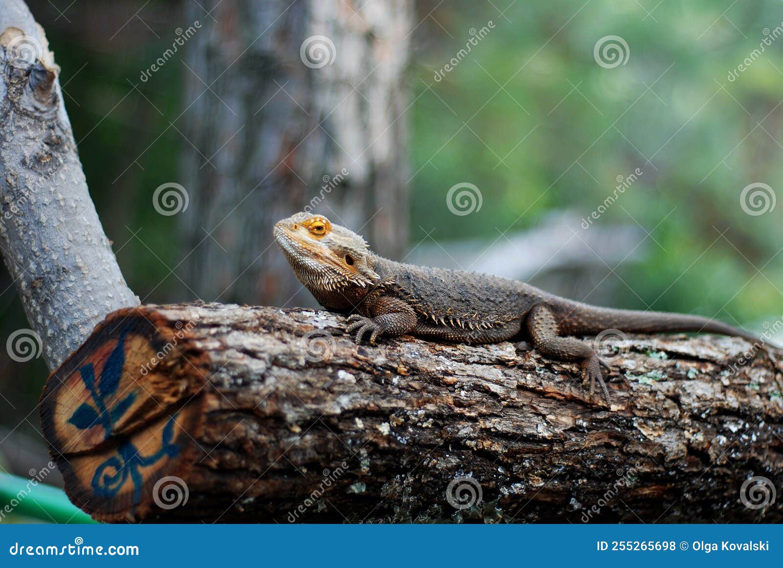 Chameleon on a Tree in the Zoo Stock Photo - Image of serpent, reptile ...