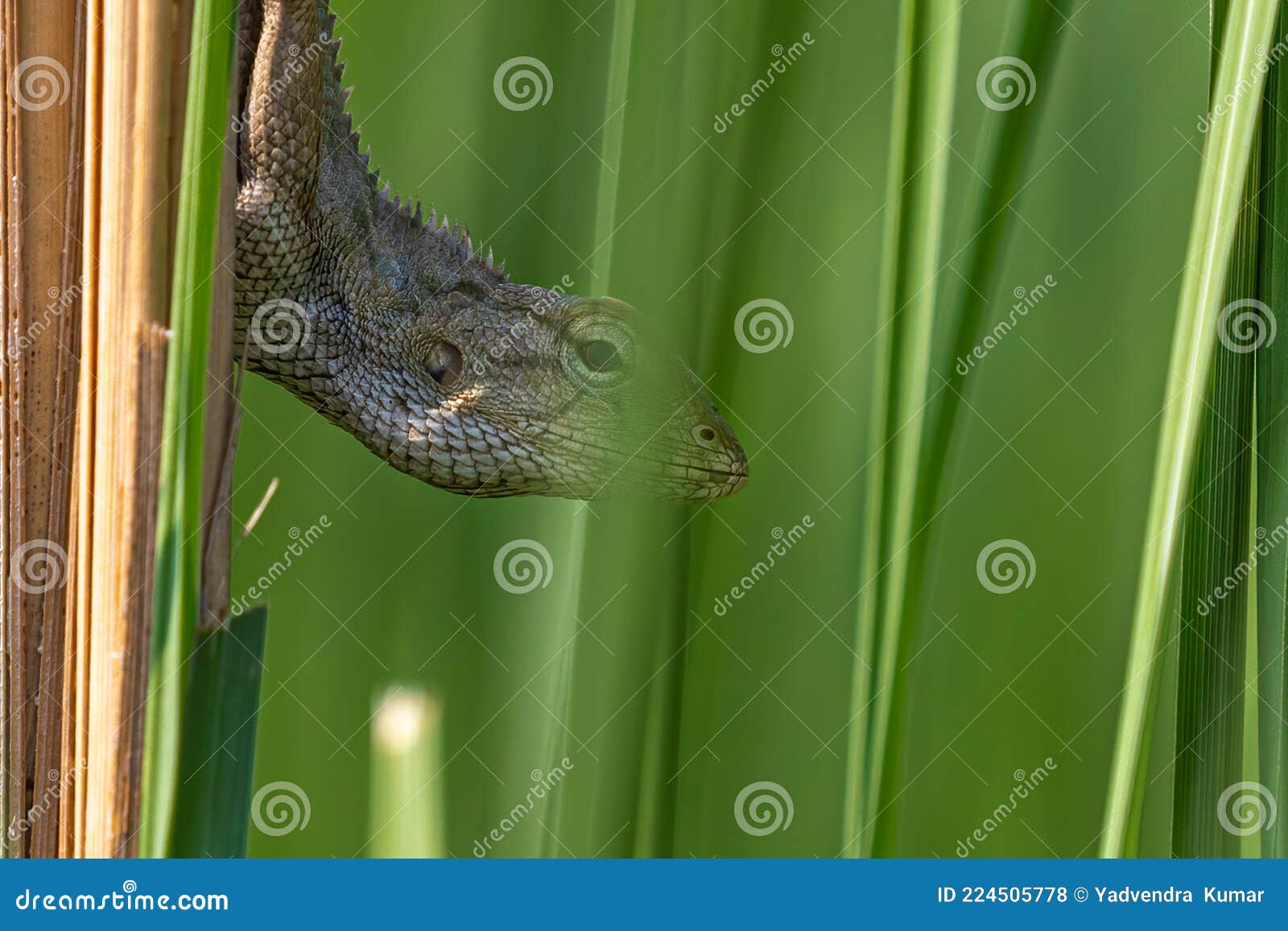 Hidden Chameleon in Grass in Field Stock Photo - Image of nature ...