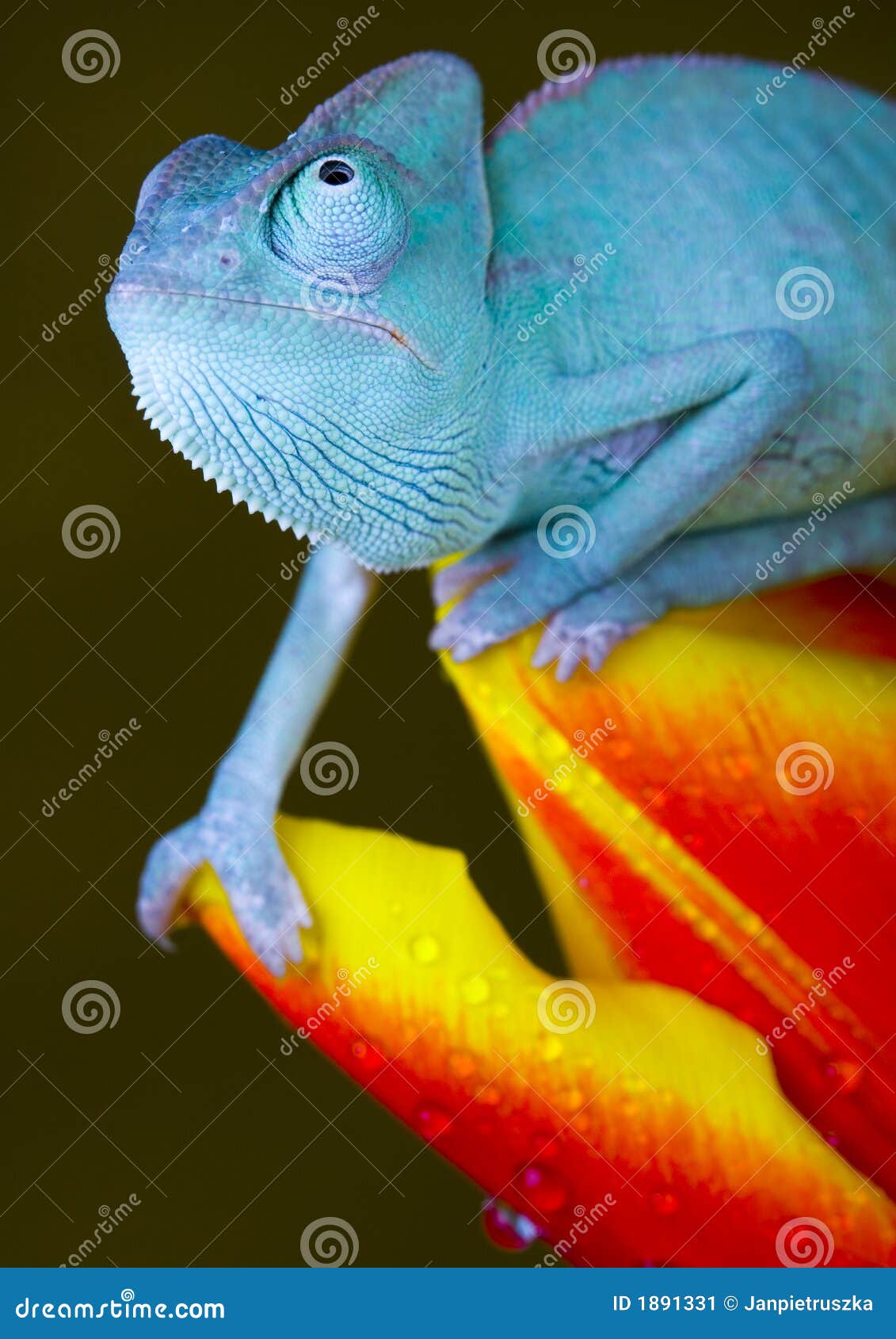 Chameleon on tulip stock image. Image of chamaeleonidae - 1891331
