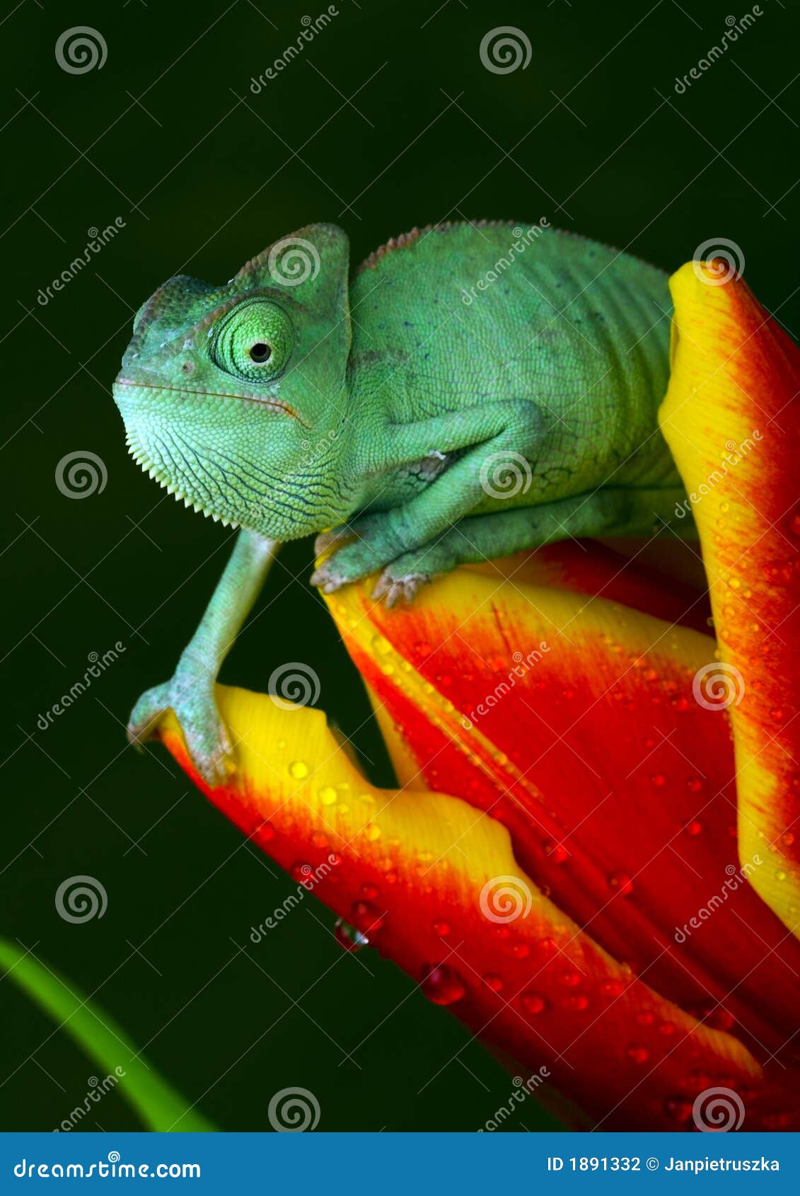 Chameleon on tulip stock photo. Image of chameleon, animal - 1891332