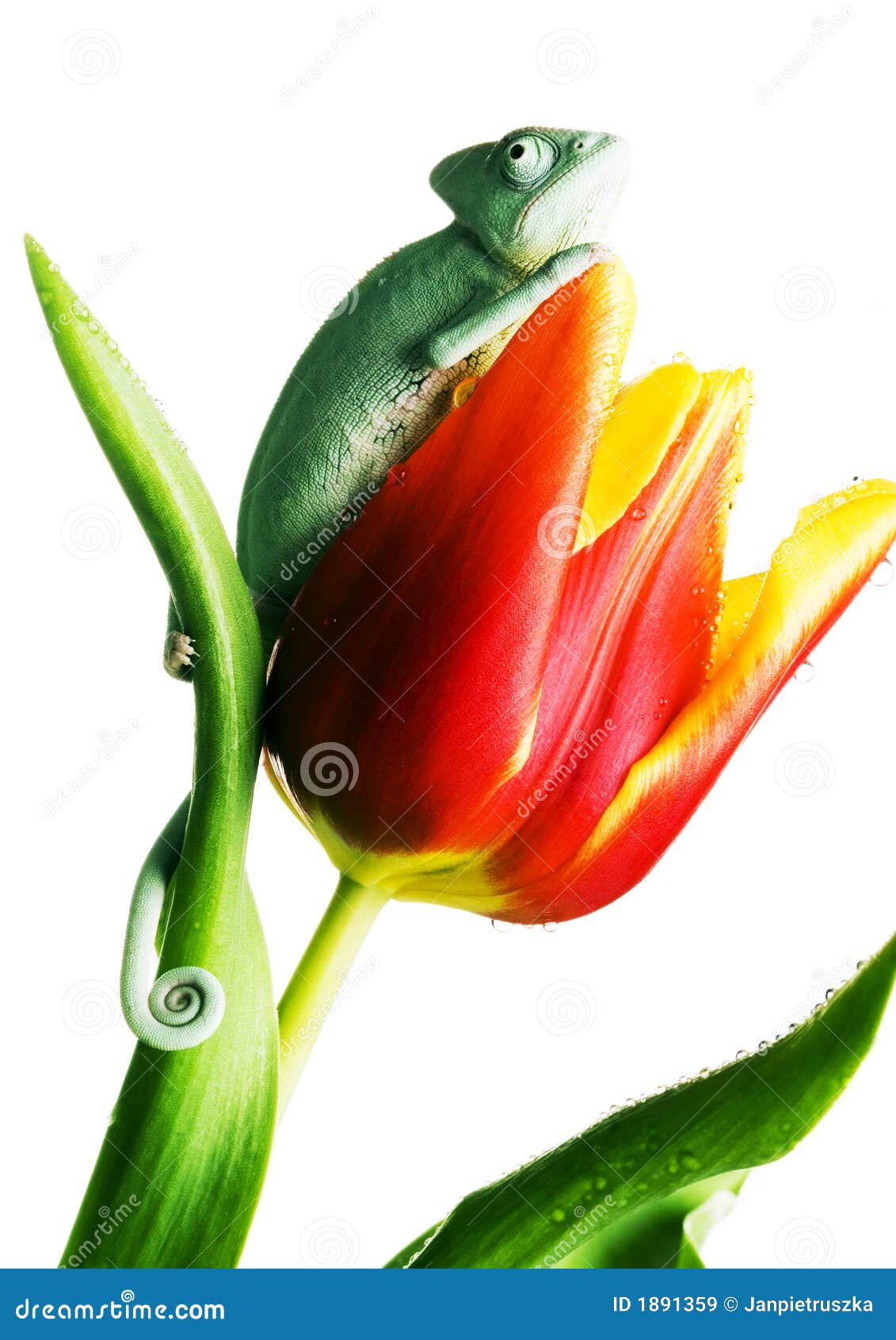 Chameleon on tulip stock image. Image of chameleon, yellow - 1891359