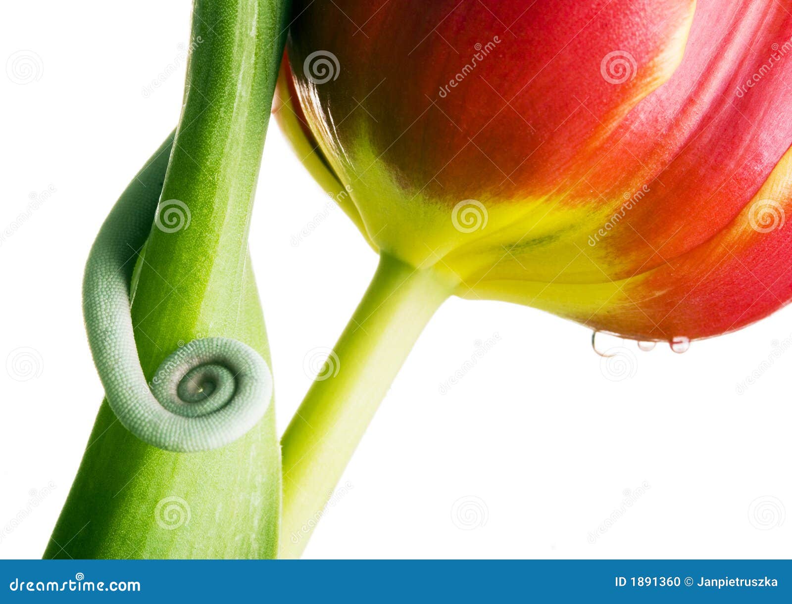 Chameleon on tulip stock photo. Image of chameleon, eyes - 1891360