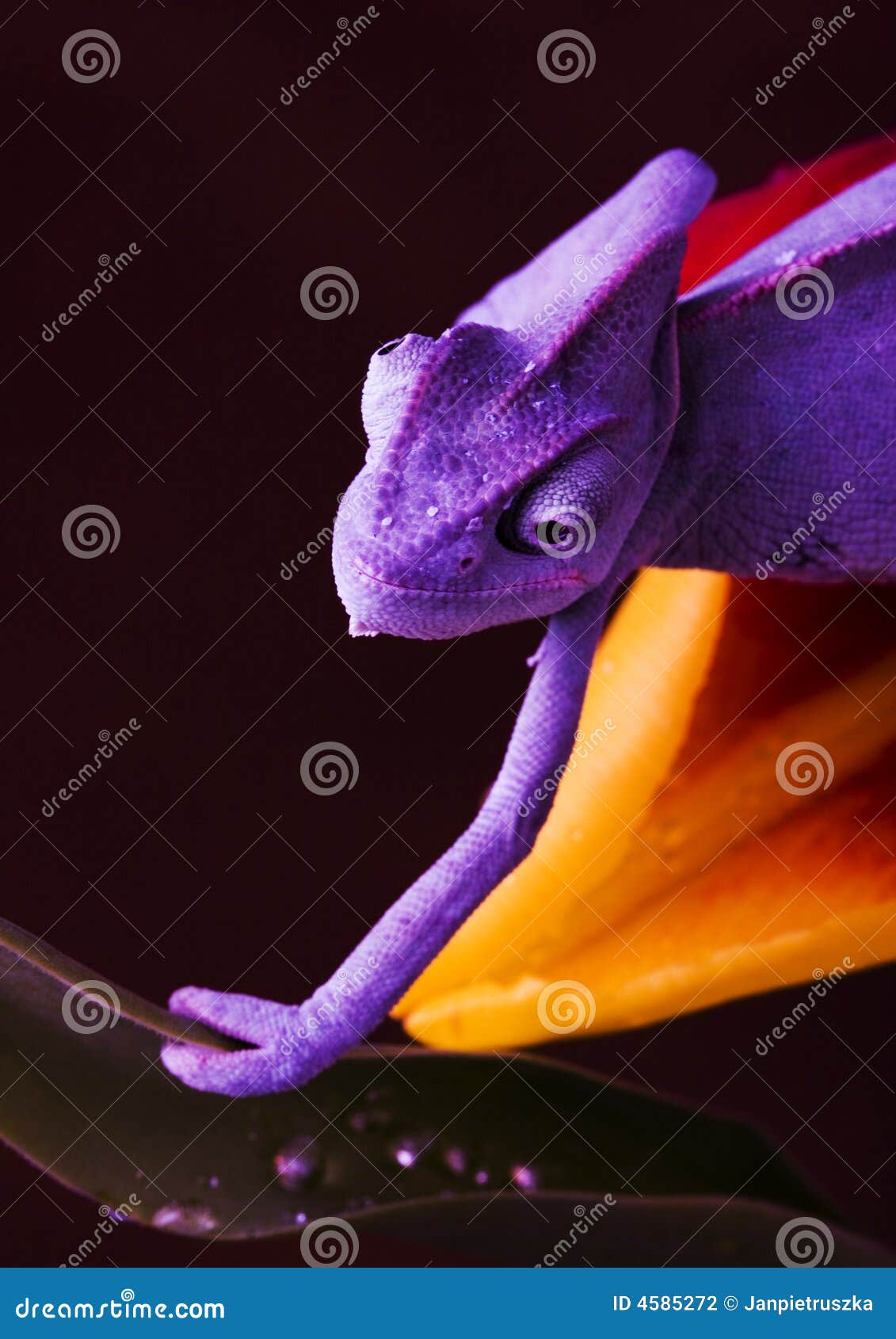 Chameleon on the tulip stock photo. Image of sticking - 4585272