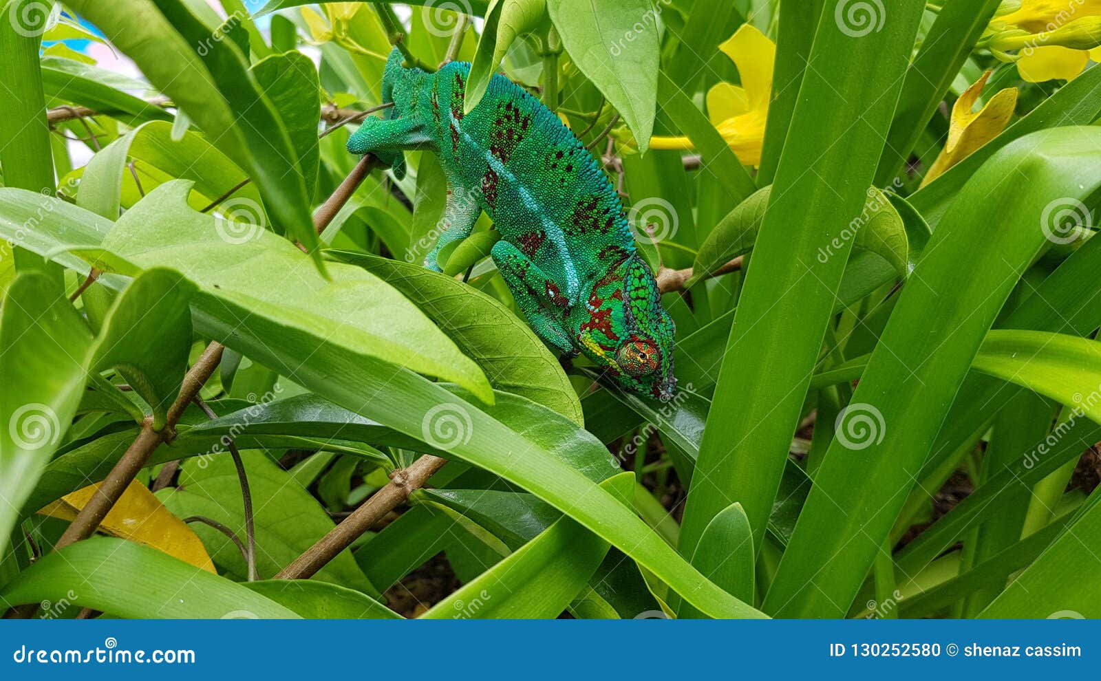 Chameleon stock photo. Image of walking, cameleon, nature - 130252580