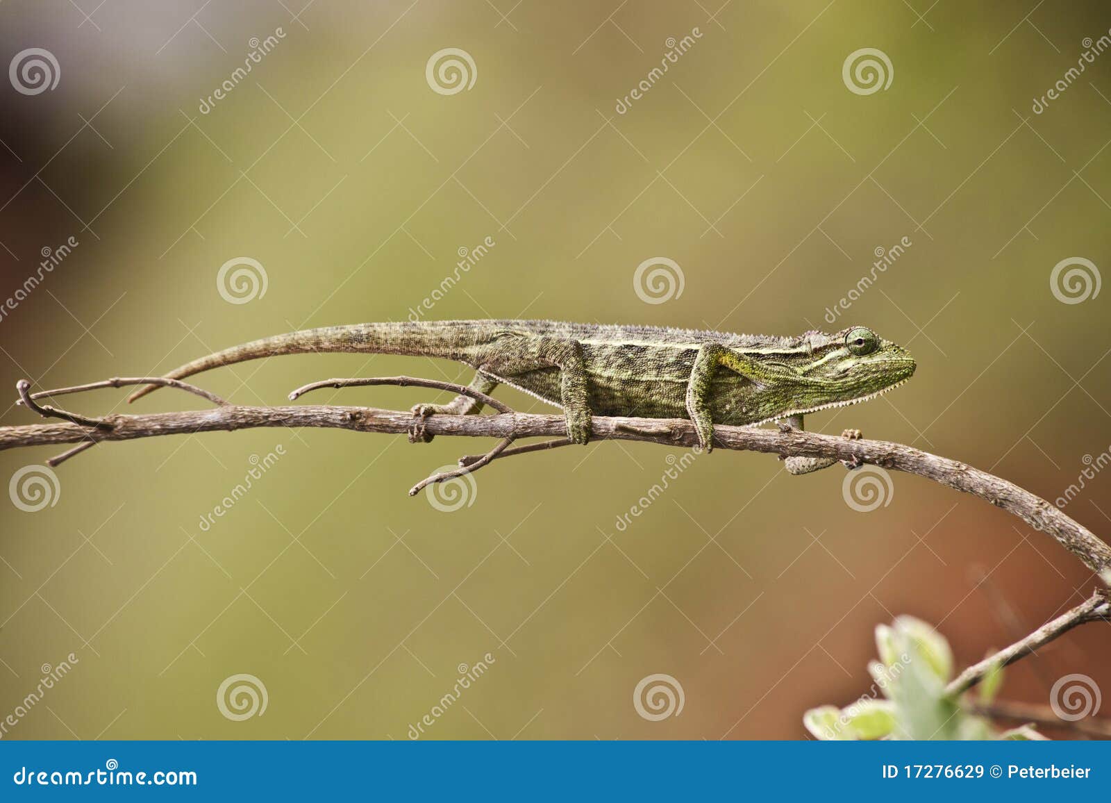 A Chameleon Walking on a Branch Stock Image - Image of tree, walking ...