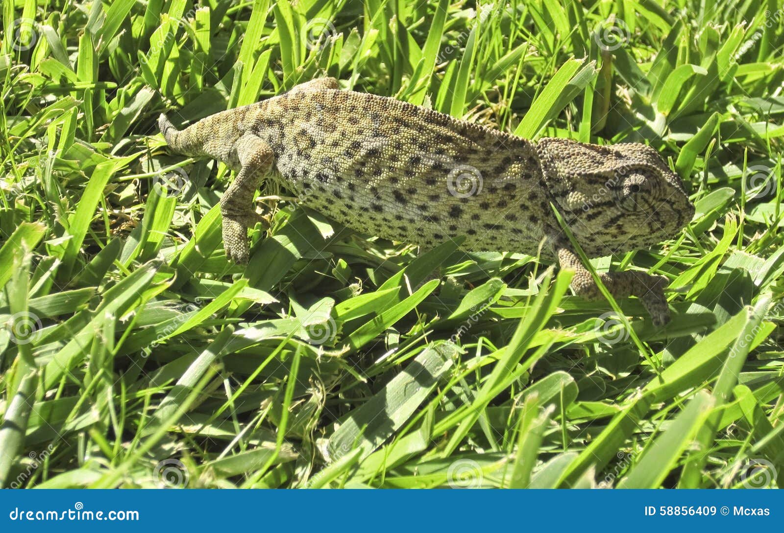 Chameleon walking stock image. Image of reptile, andalusia - 58856409